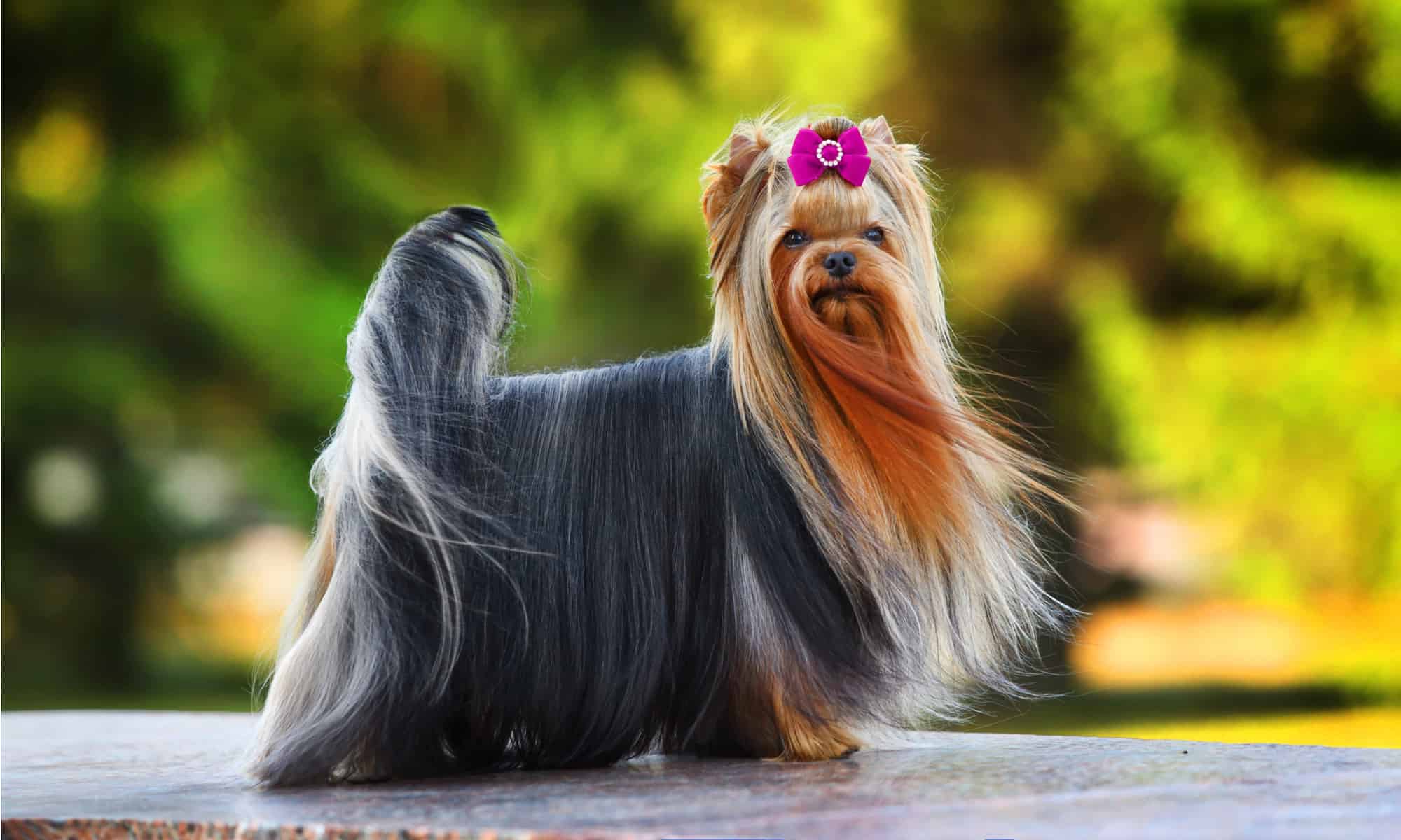 Yorkie with long hair - beauty or disaster? The reality of living with ...