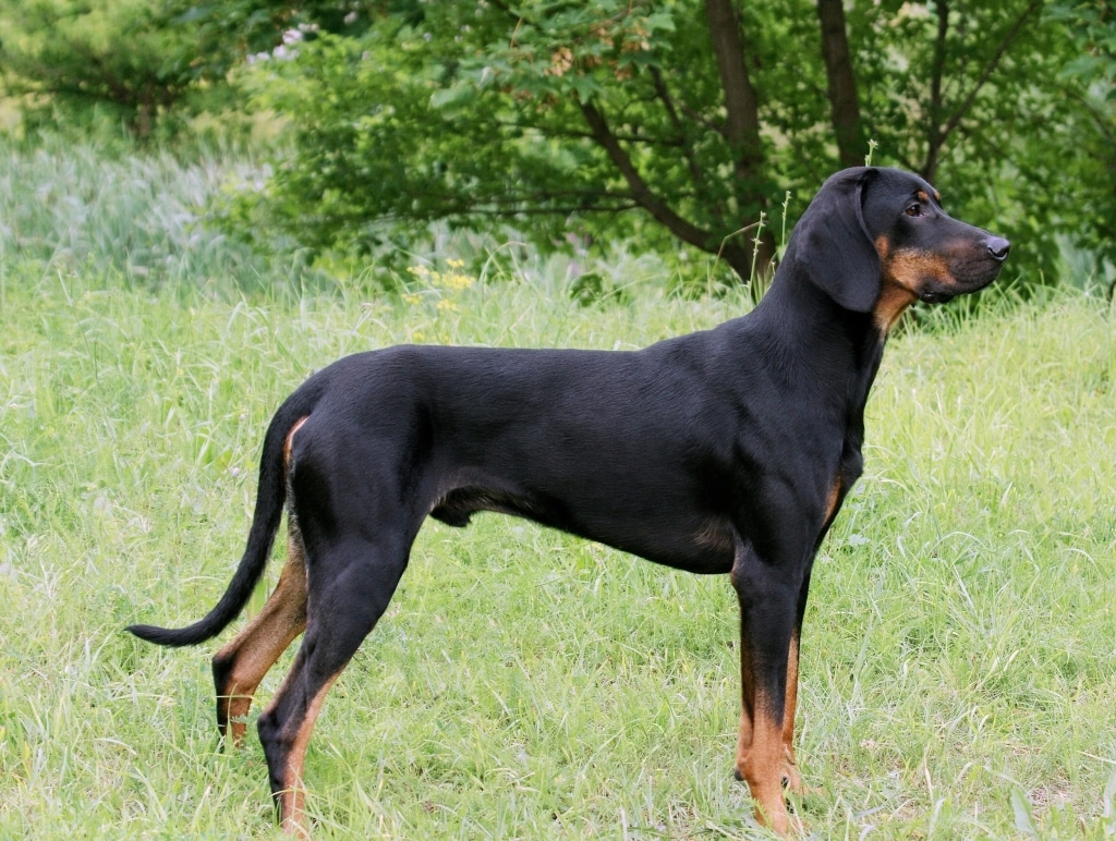 TOP-7 dog breeds with Ukrainian roots - V.O.G DOG
