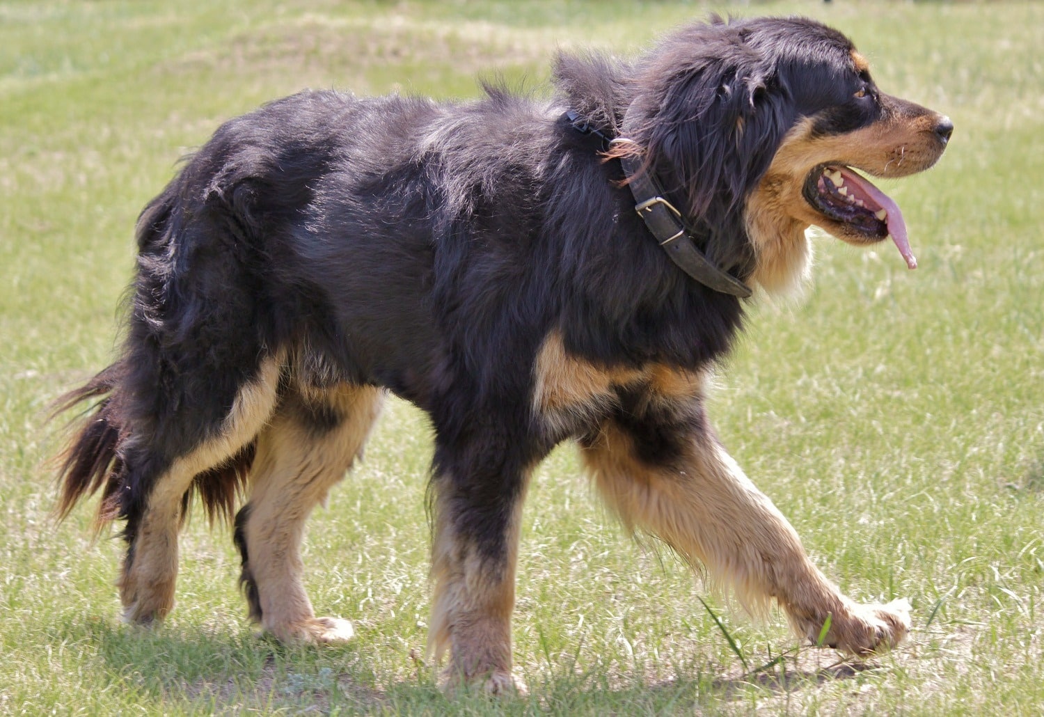 TOP-7 dog breeds with Ukrainian roots - V.O.G DOG
