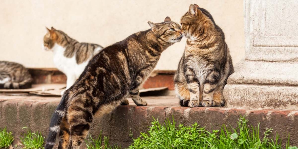 How do cats communicate with each other? - V.O.G DOG