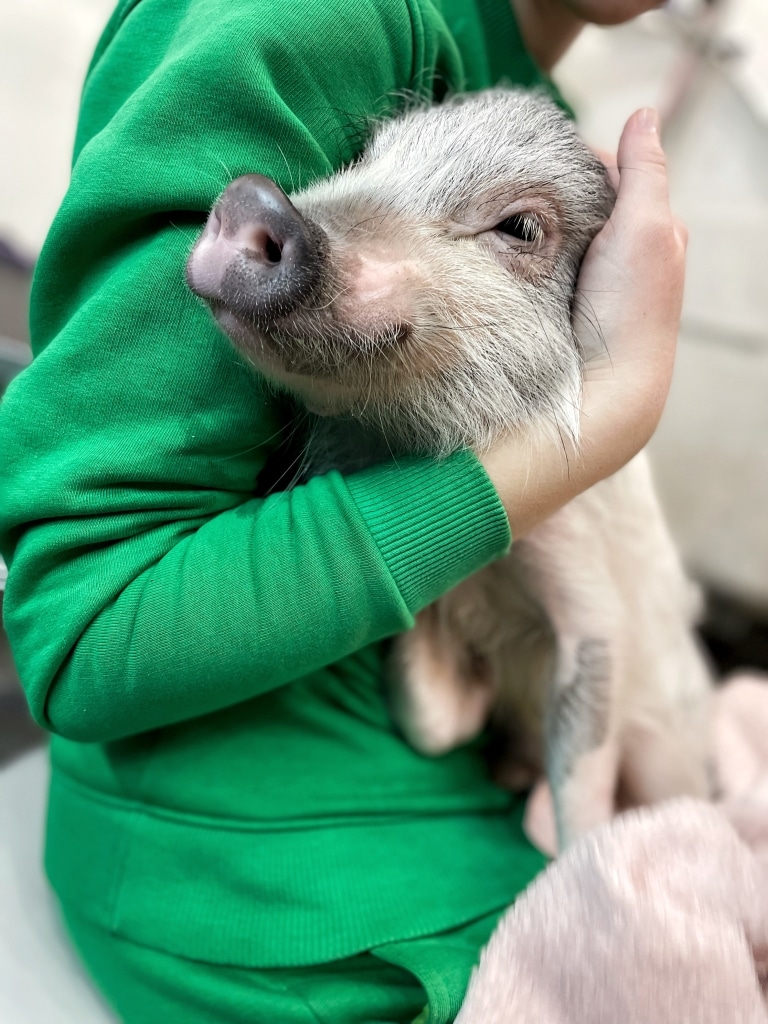 Why are mini-pigs so popular now? - V.O.G DOG