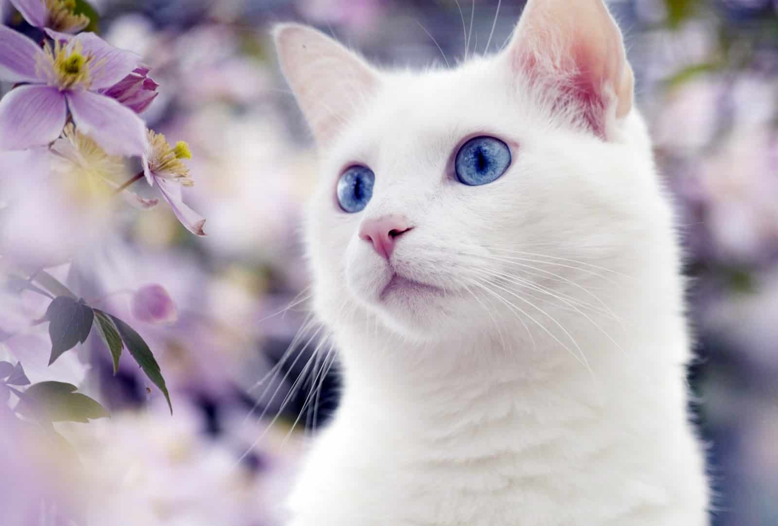 Khao mani is the white jewel of Thailand. - V.O.G DOG