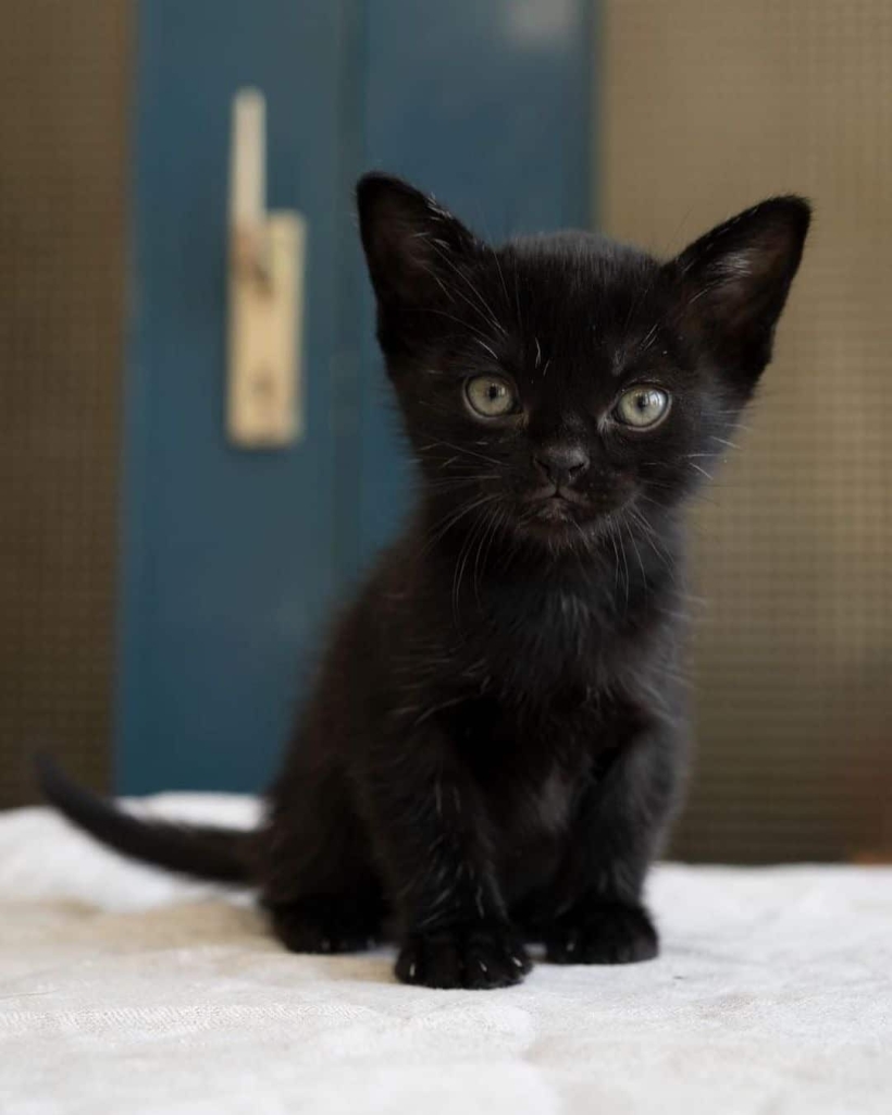 Bombay cats - V.O.G DOG