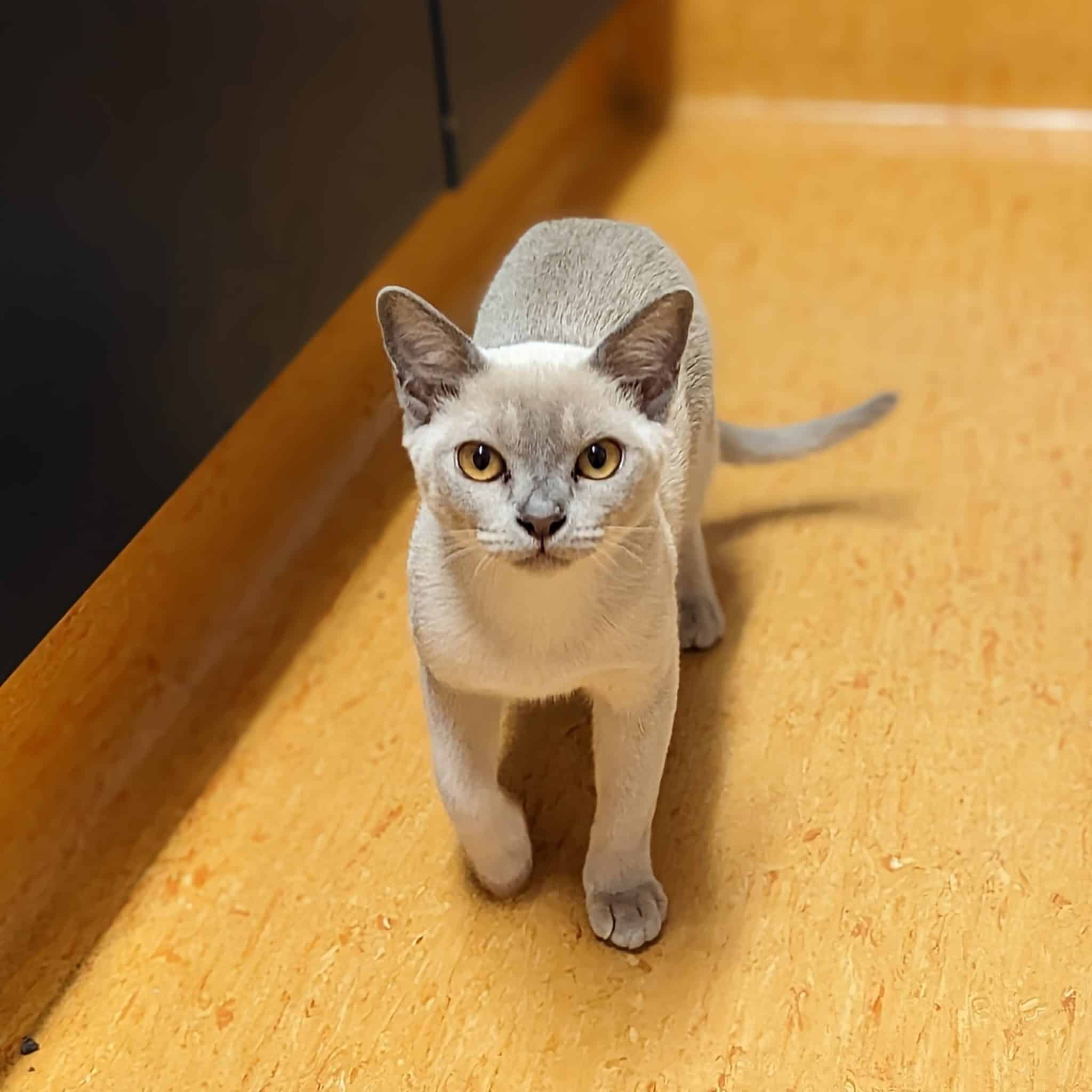 Burmese cat - V.O.G DOG
