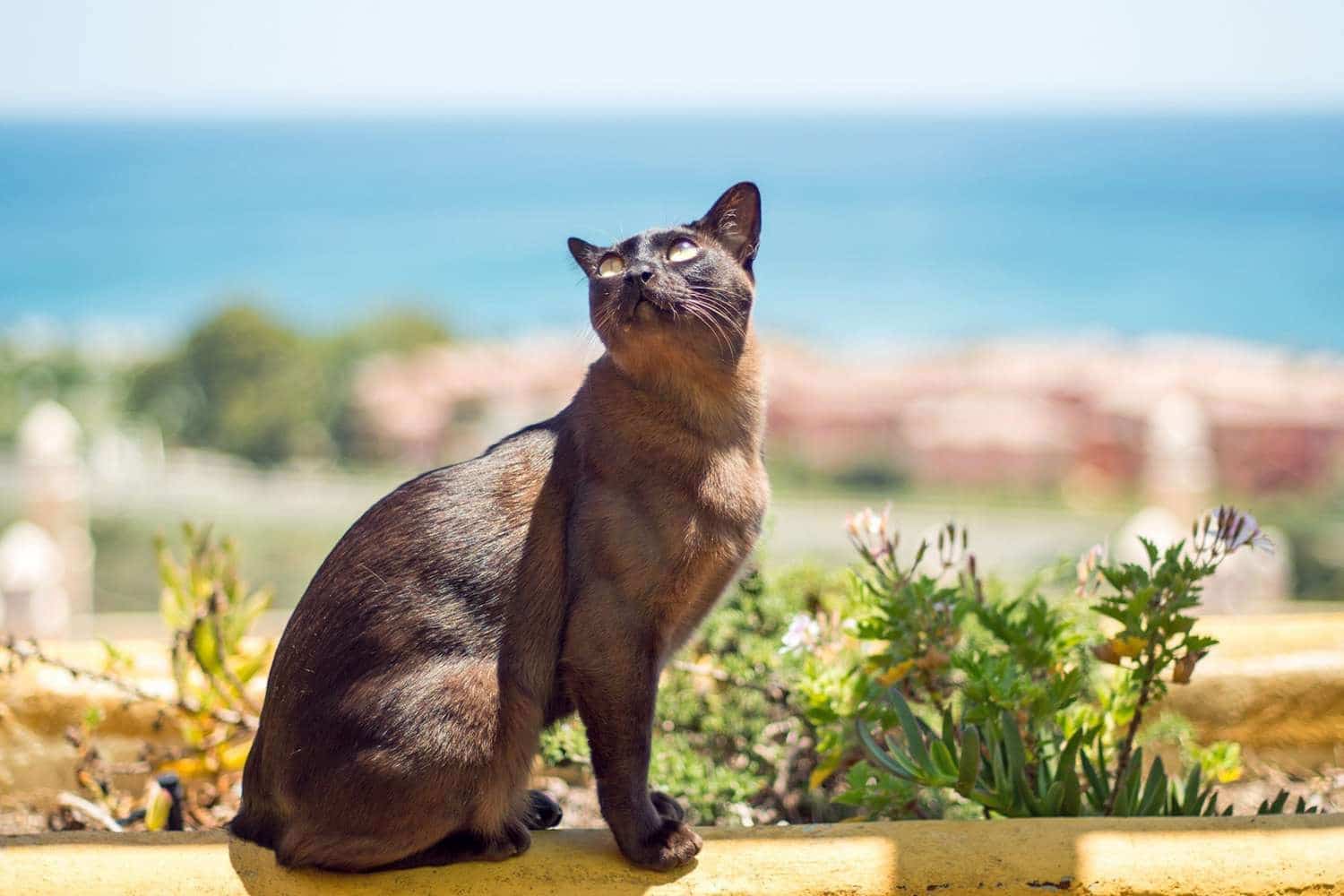 Burmese cat - V.O.G DOG