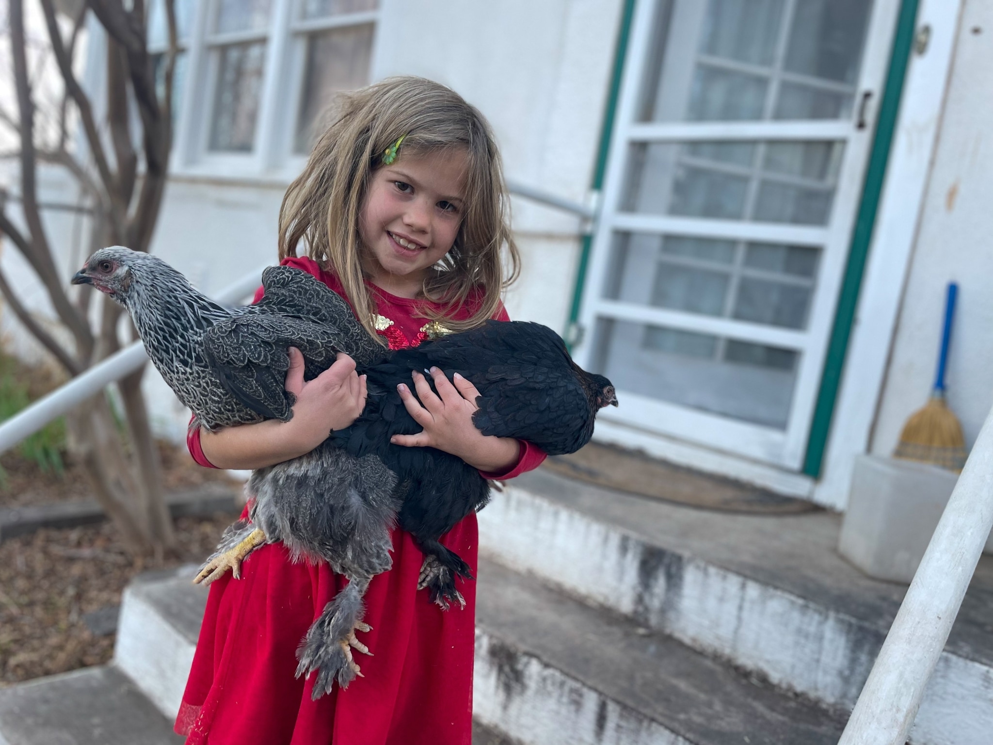 Can chickens really memorize up to 100 faces? - V.O.G DOG