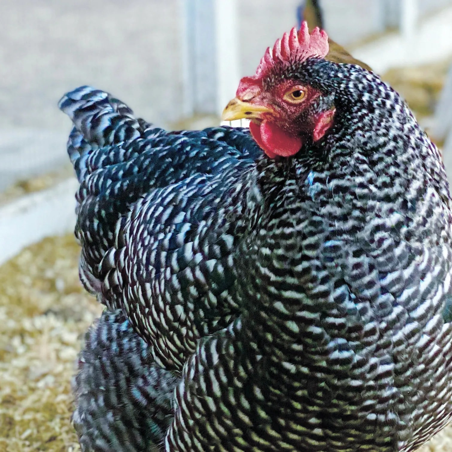 Can chickens really memorize up to 100 faces? - V.O.G DOG