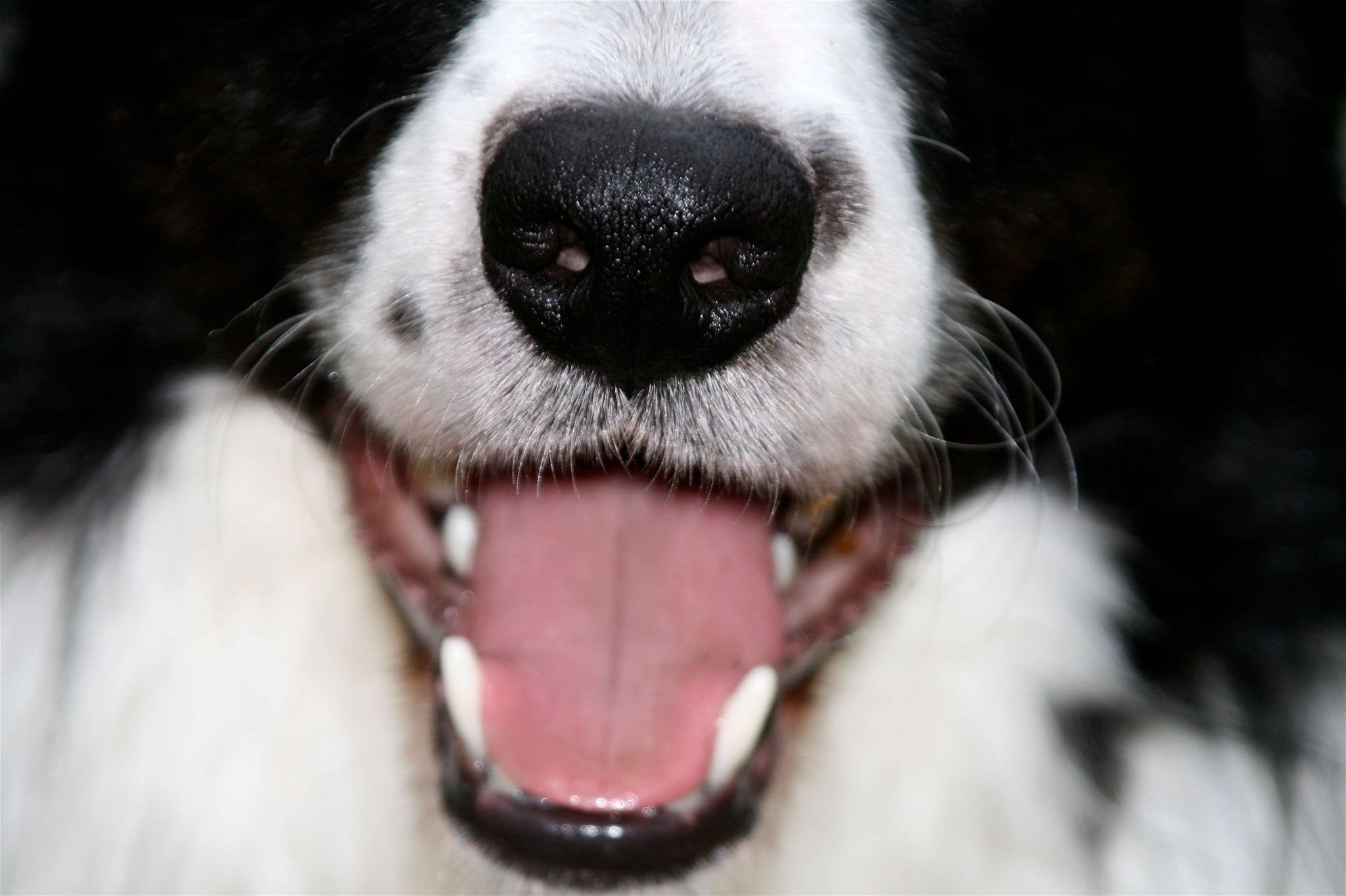 Top 10 facts about dogs that are hard to believe - but true - V.O.G DOG