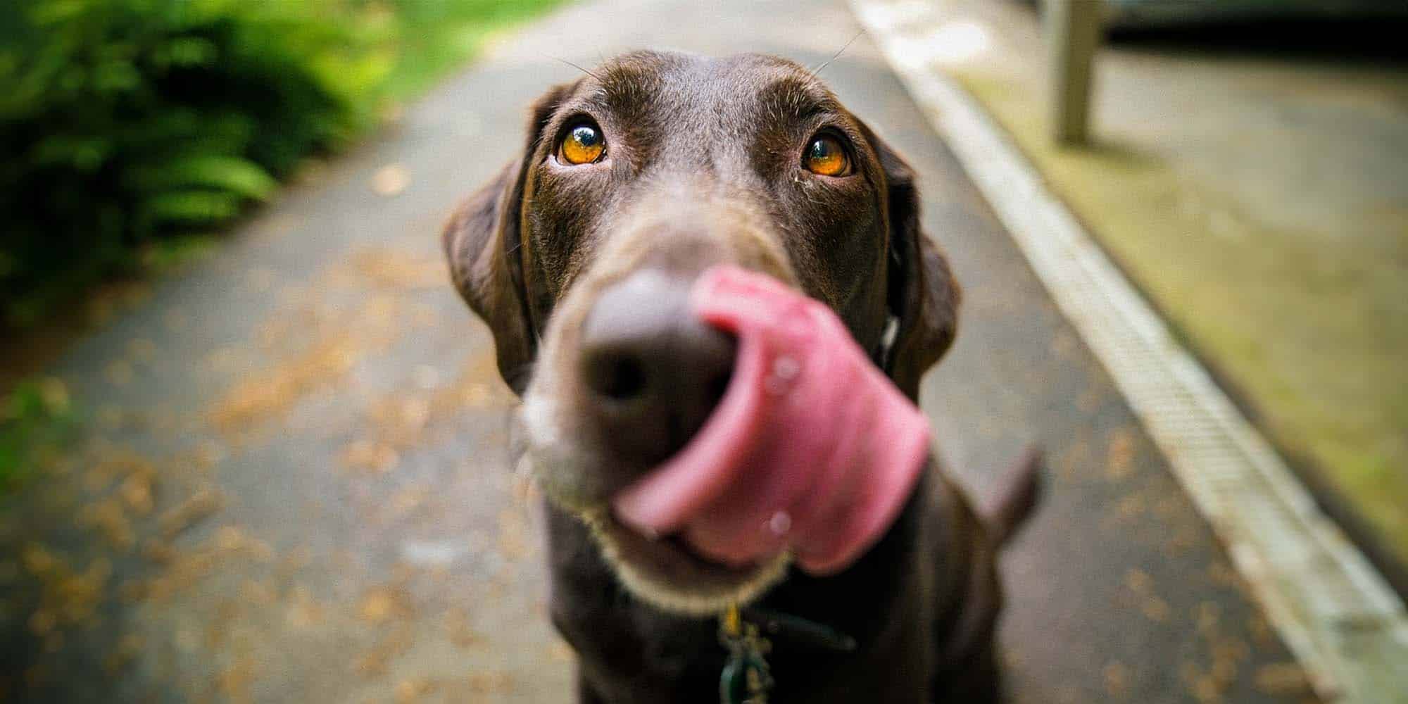 Why do dogs have wet noses? - V.O.G DOG