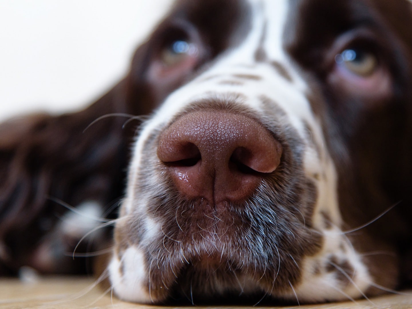 ¿Por qué mojan la nariz los perros? - V.O.G DOG