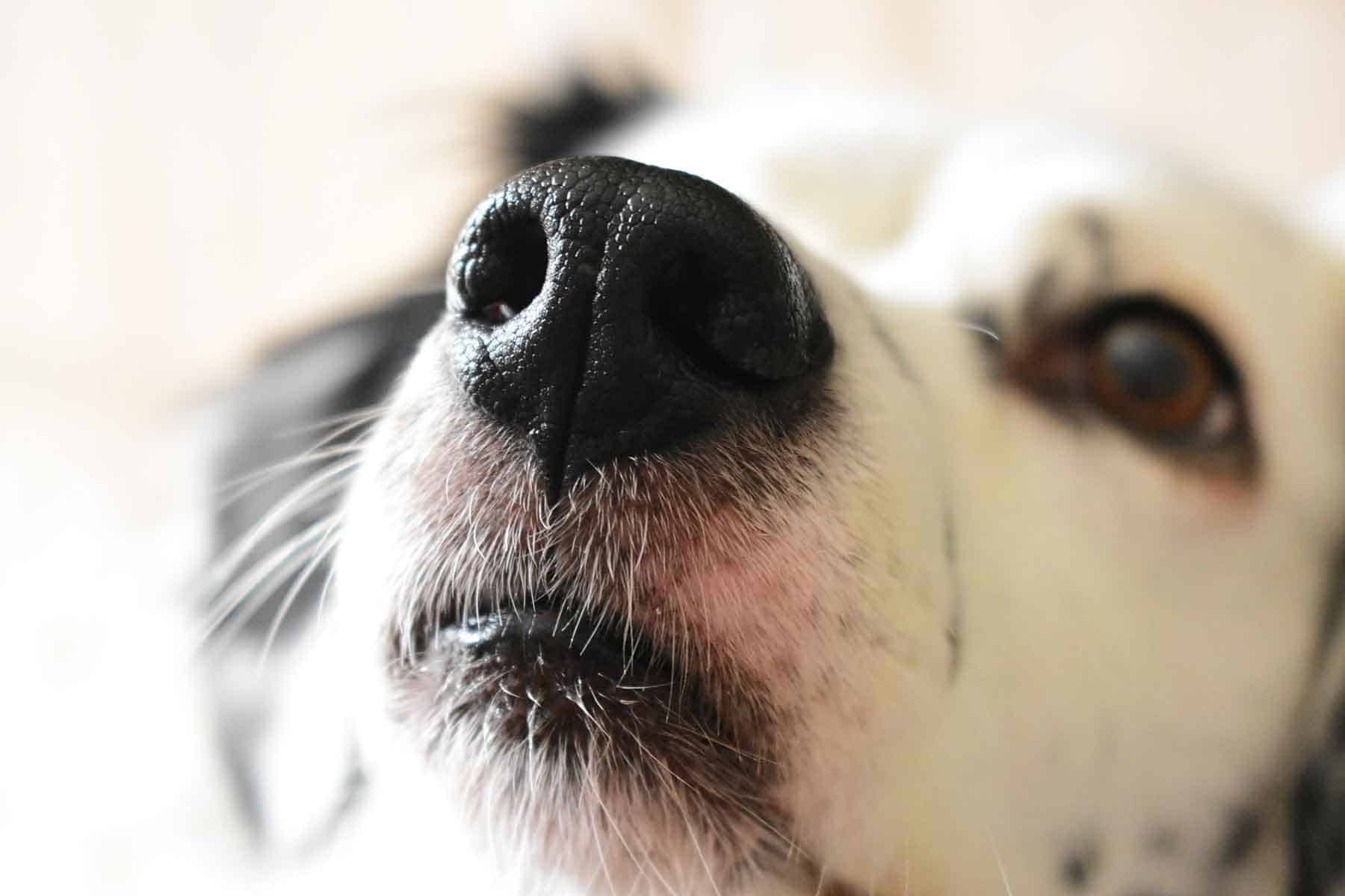 Why do dogs have wet noses? - V.O.G DOG