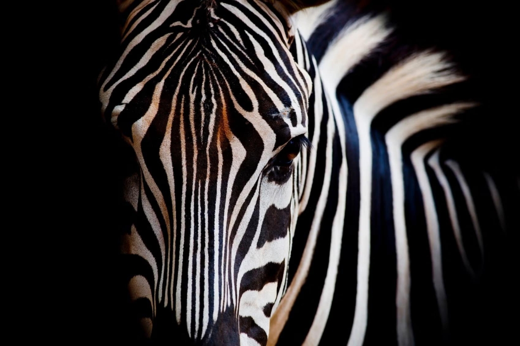 Why do zebras have stripes? - V.O.G DOG