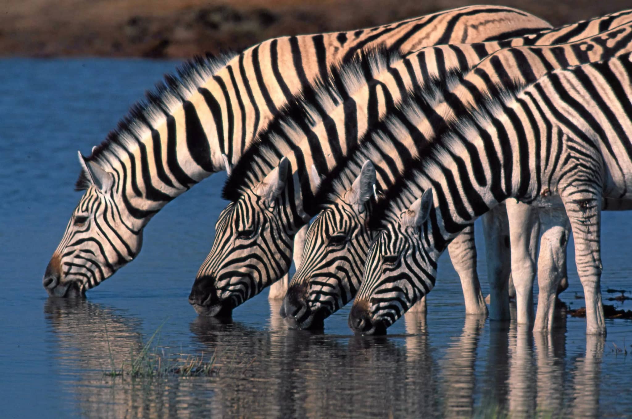 Why do zebras have stripes? - V.O.G DOG