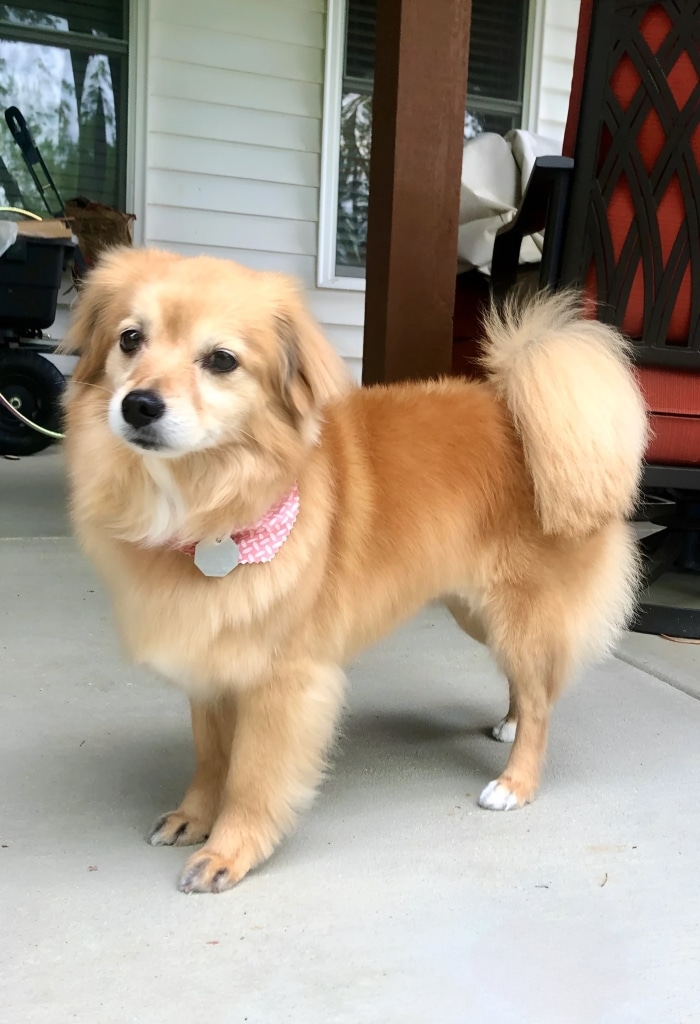 Top 10 Spitz mixes - V.O.G DOG