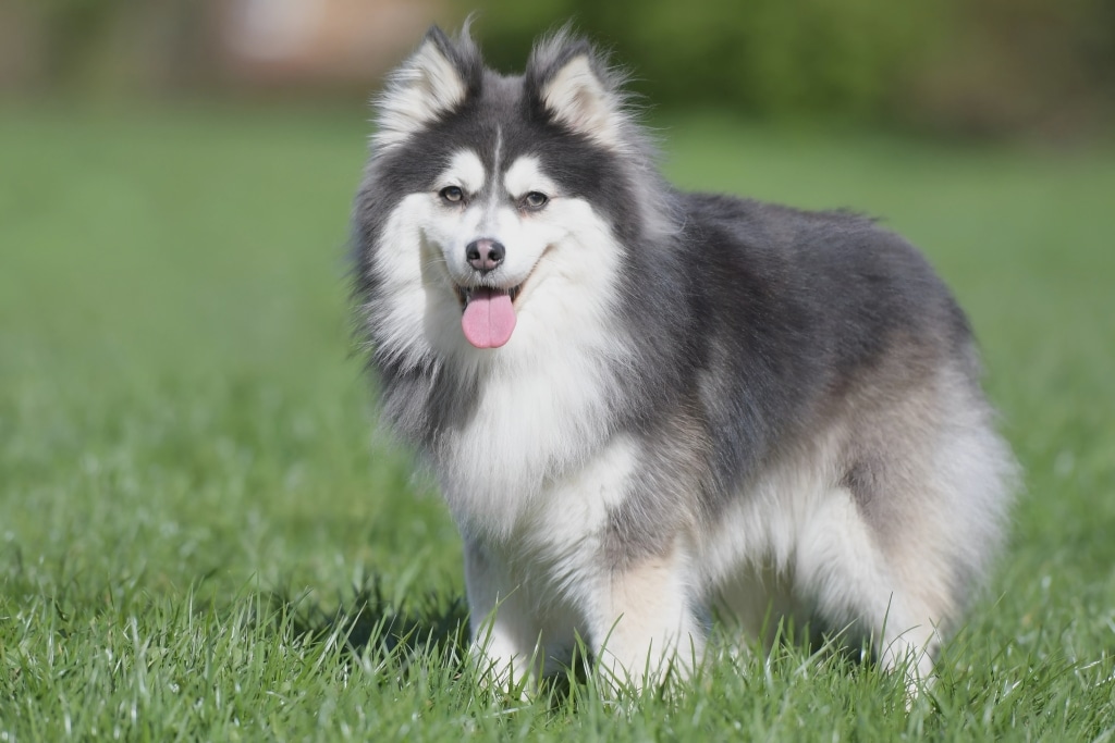 Top 10 Spitz mixes - V.O.G DOG