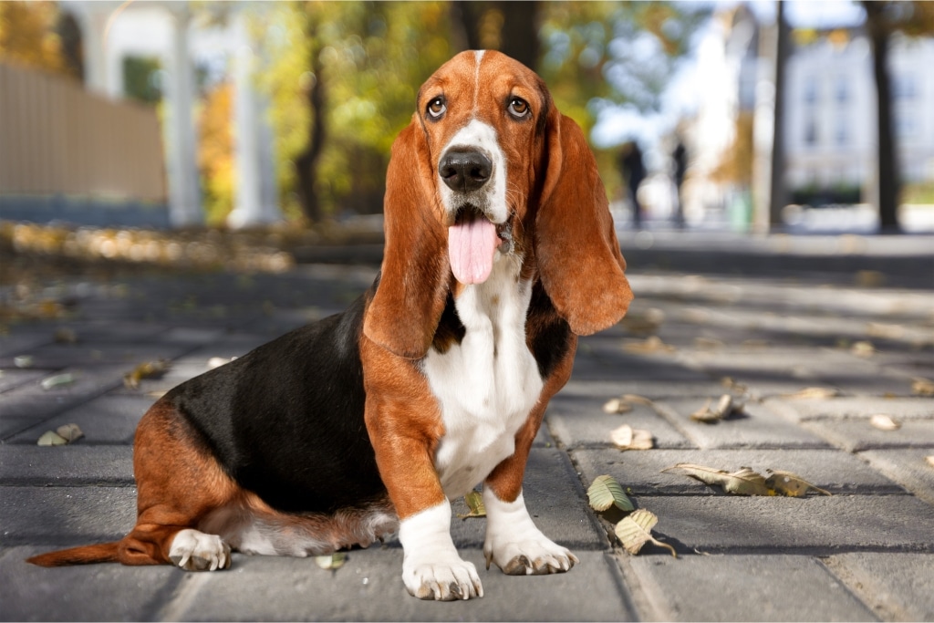 Los 8 mejores perros de orejas largas - V.O.G DOG