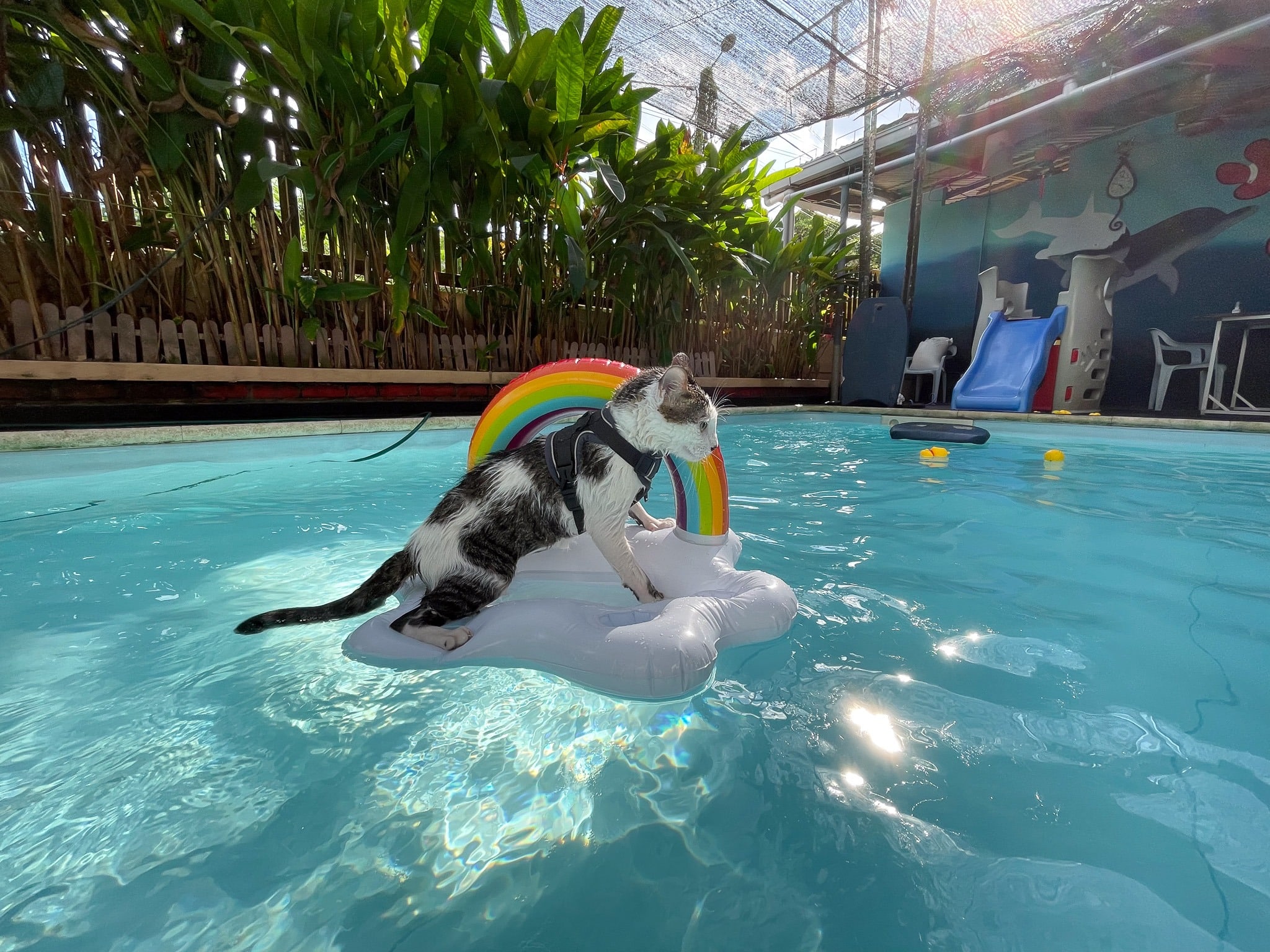 Can cats swim - V.O.G DOG