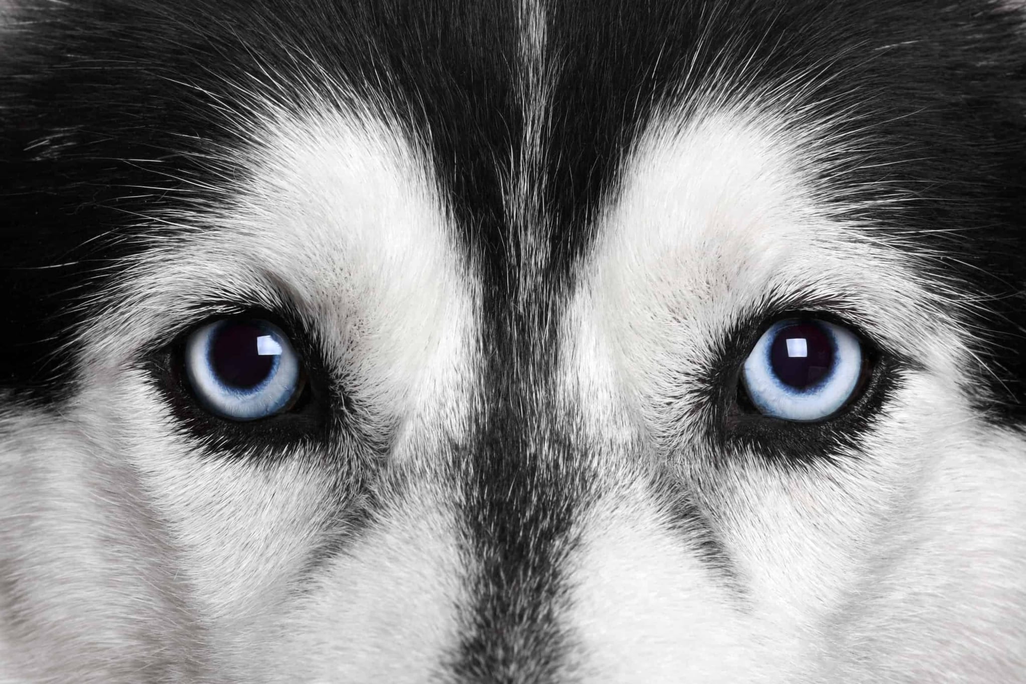 How do dogs see in the dark? - V.O.G DOG