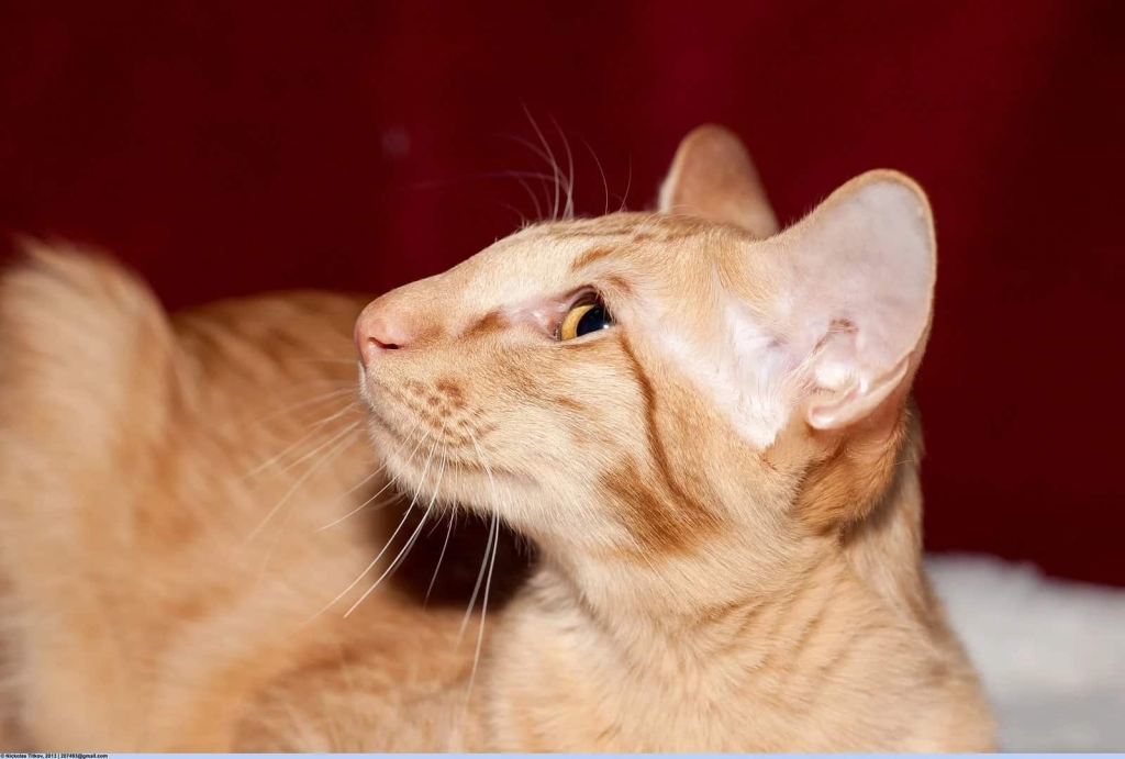 Javanese cat - V.O.G DOG