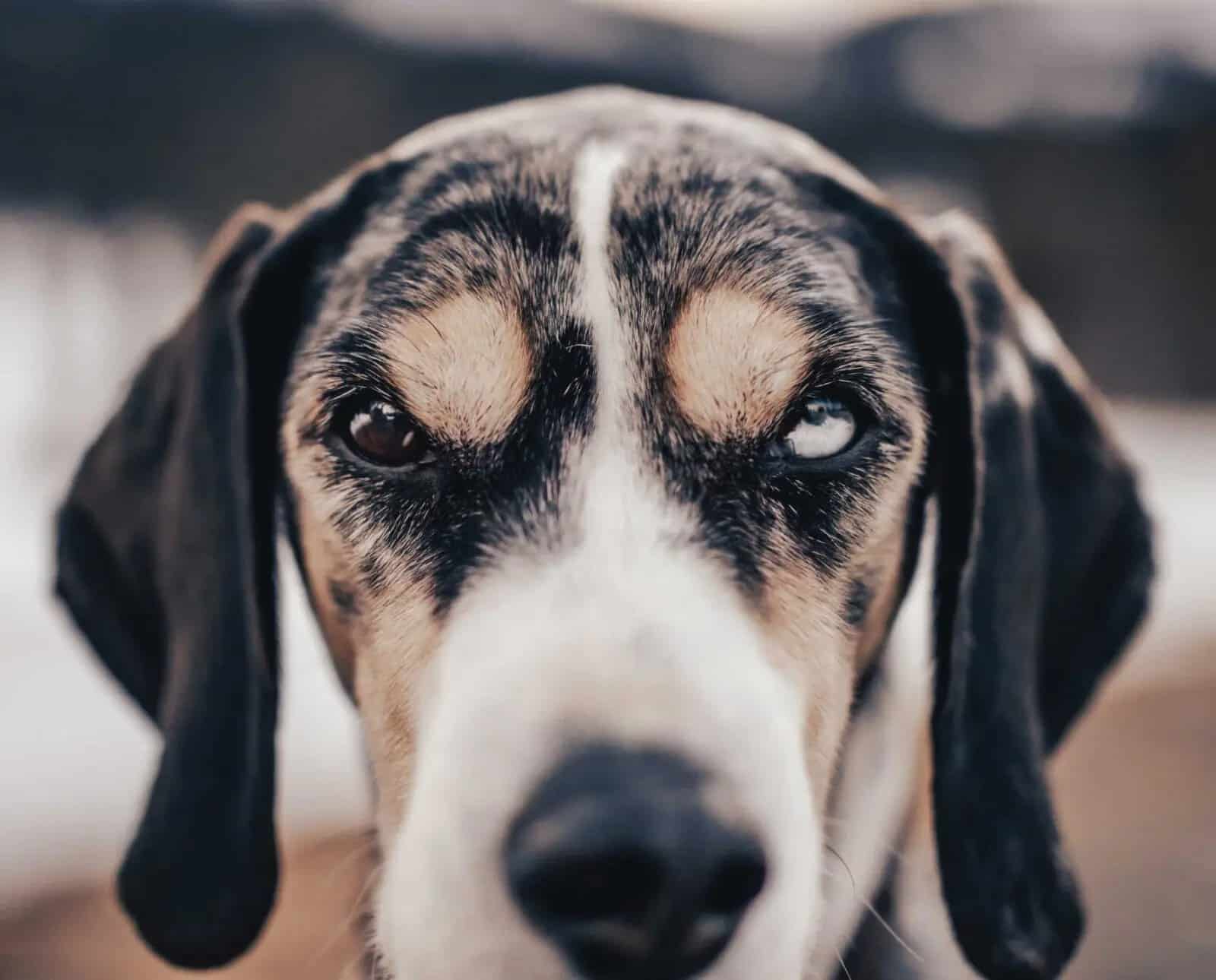Top 5 best dog breeds from Norway - V.O.G DOG