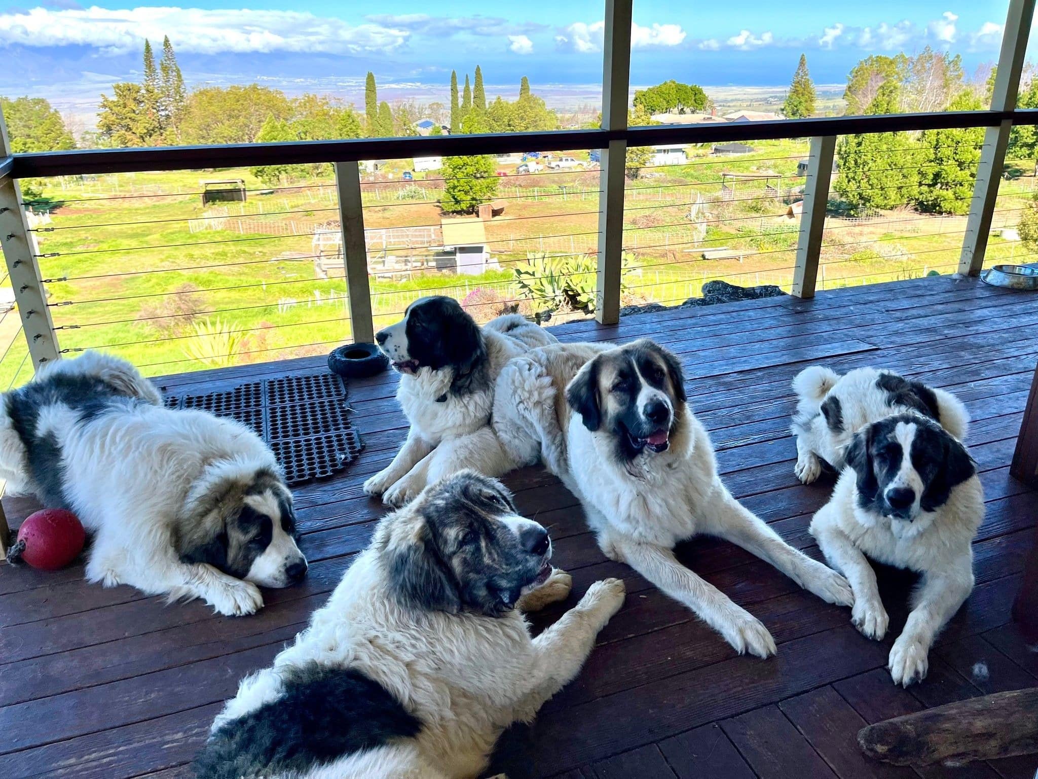 Pyrenean Mastiff - V.O.G DOG