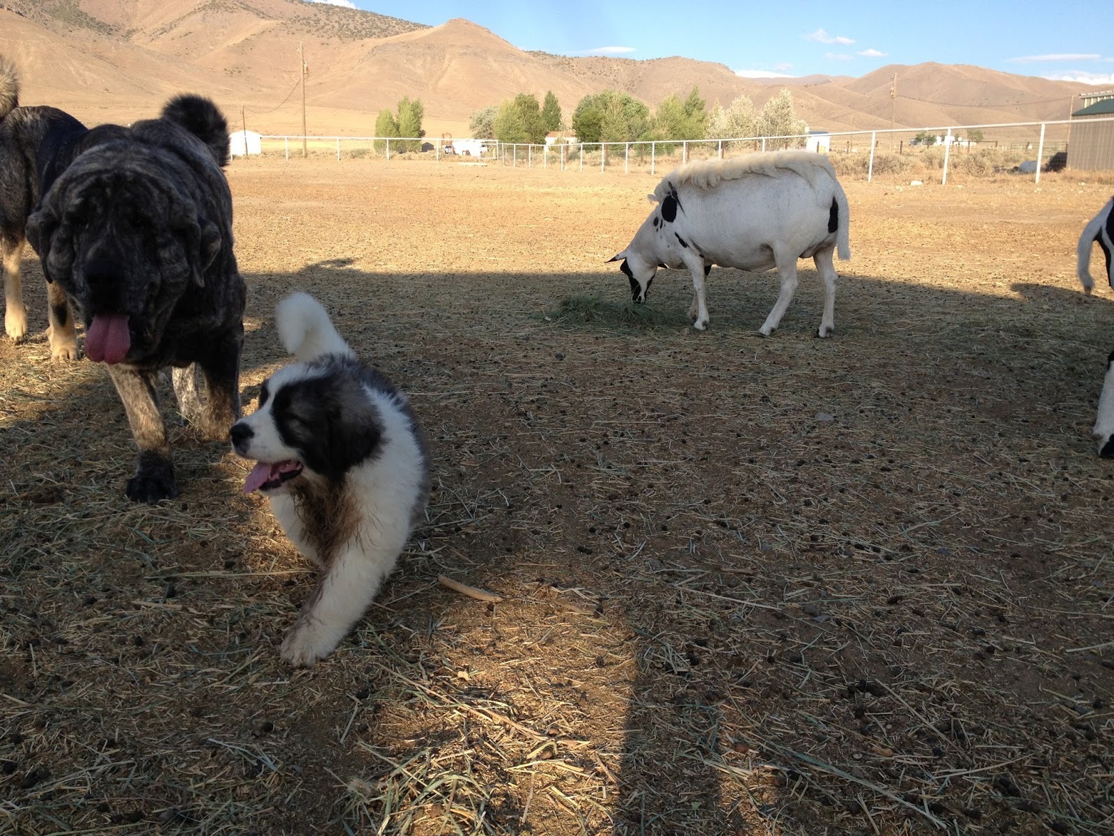 Pyrenean Mastiff - V.O.G DOG