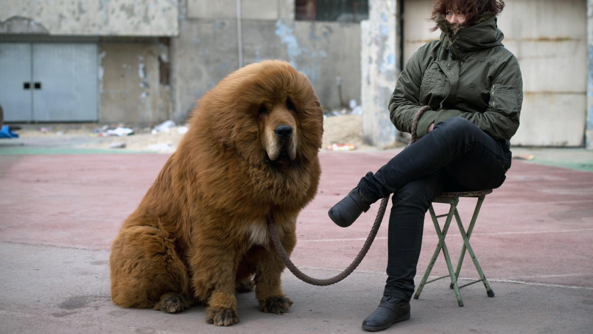 Pyrenean Mastiff - V.O.G DOG