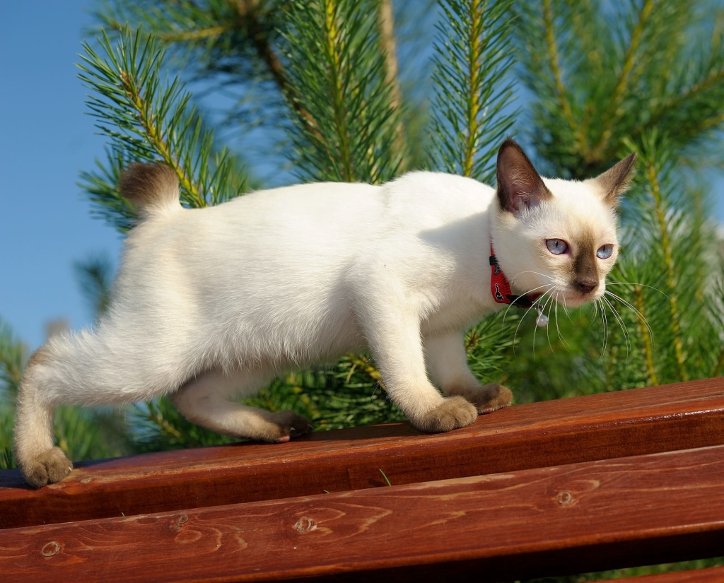 Top 8 bobtails - V.O.G DOG