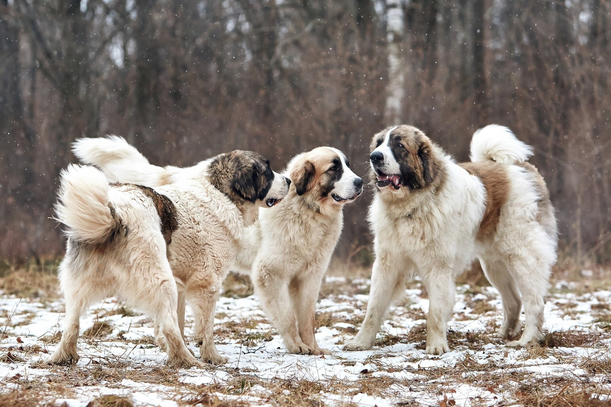 Pyrenean Mastiff - V.O.G DOG