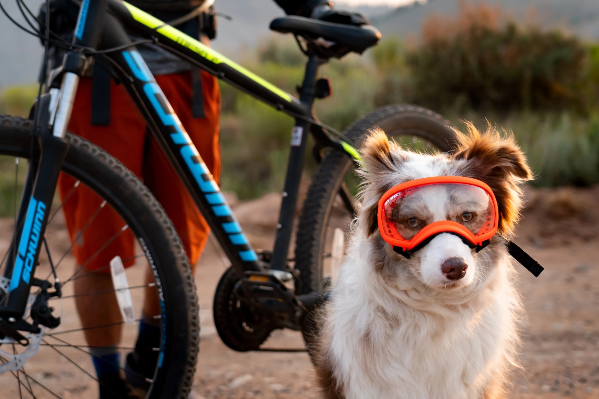 Cycling with your dog - V.O.G DOG