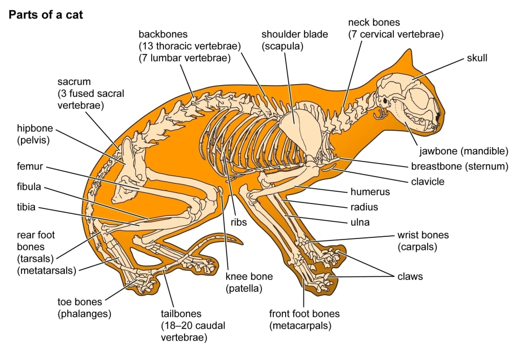 🐱 Anatomie der Katzen - V.O.G DOG
