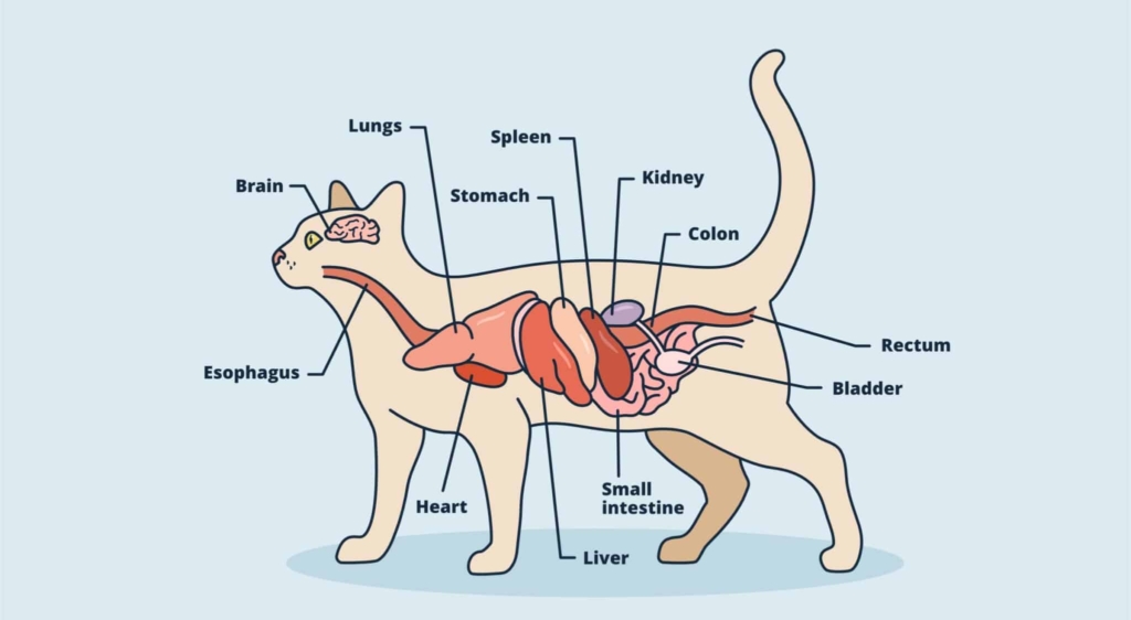 🐱 Anatomía del gato - V.O.G DOG