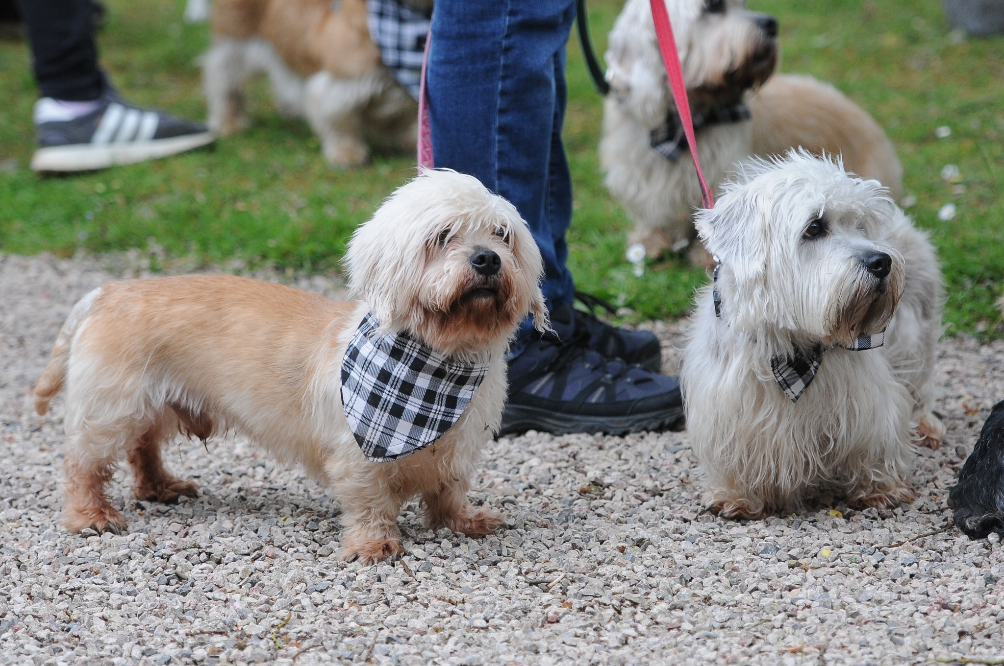 Dandy Dinmont Terrier - V.O.G DOG