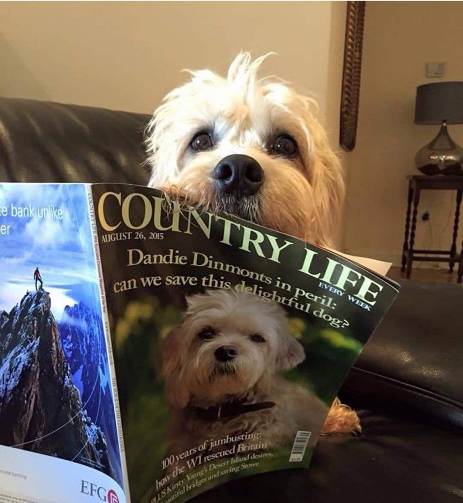 Dandy Dinmont Terrier - V.O.G DOG