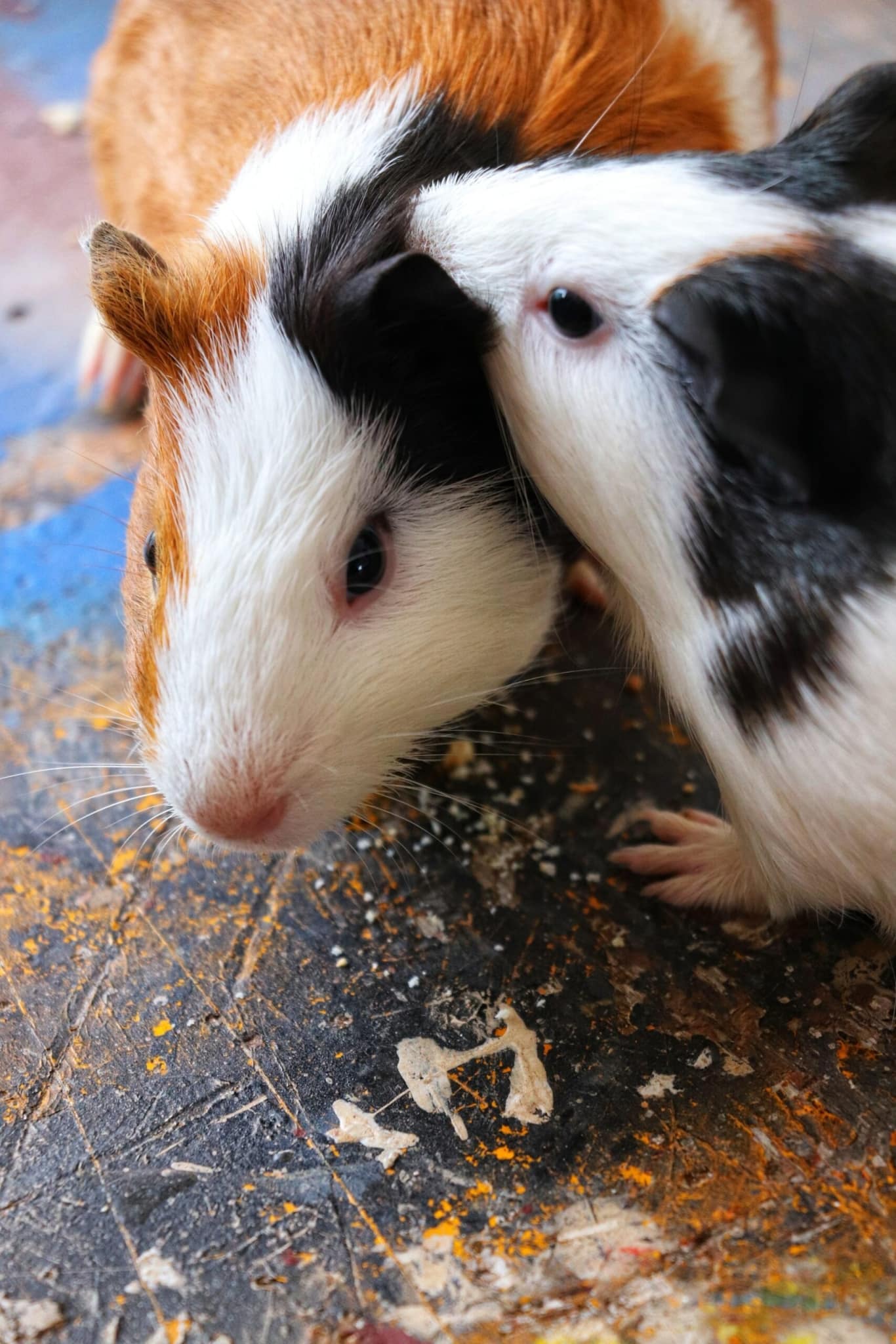 Mating hamsters - V.O.G DOG