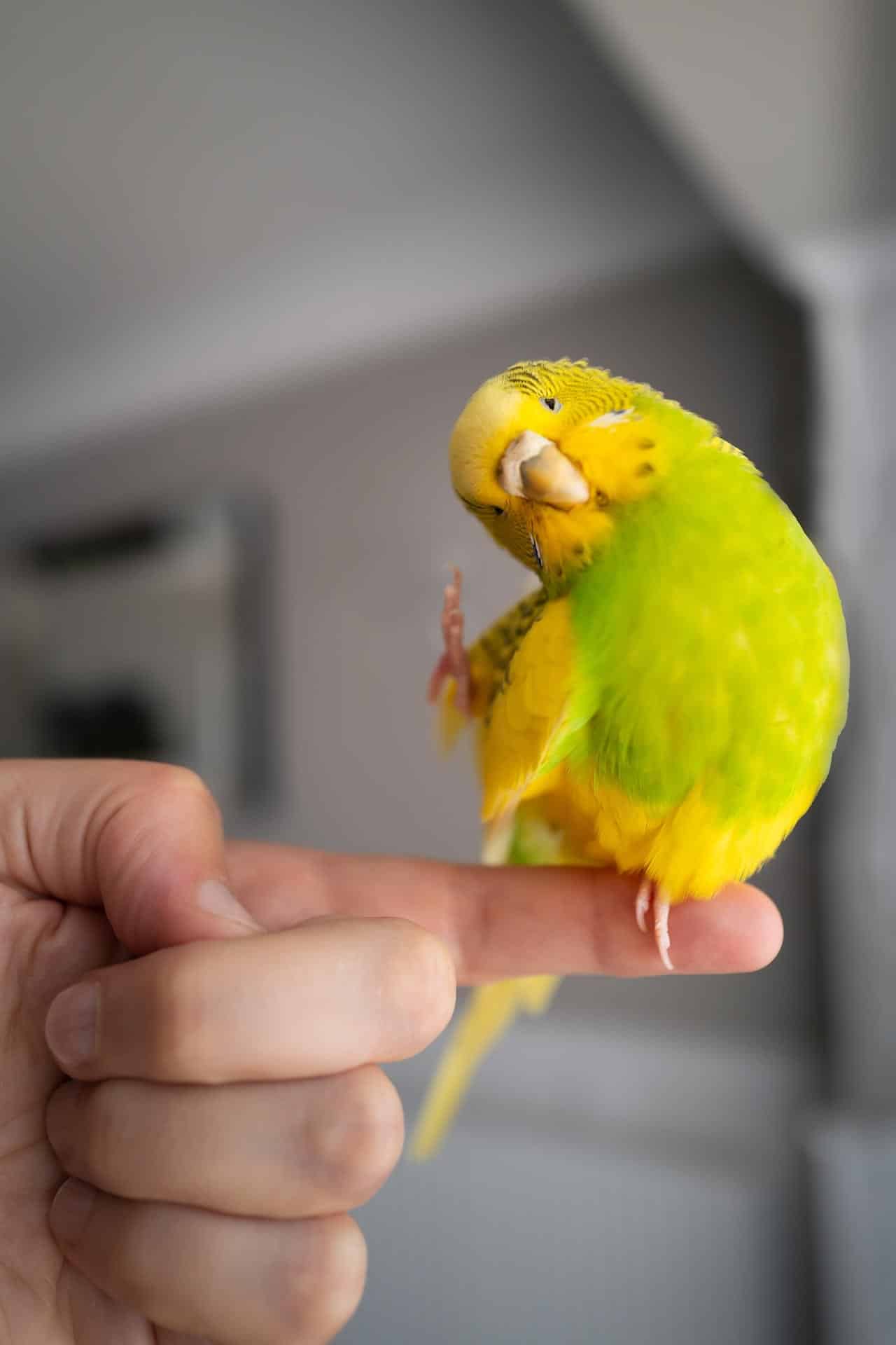 How do you know if a bird is sick? - V.O.G DOG