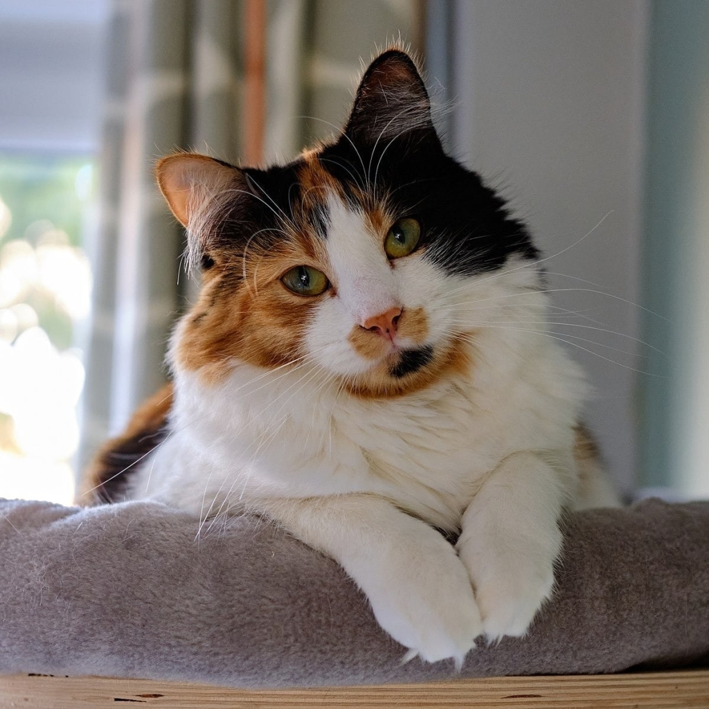 Tortoiseshell cats: unique coloring - V.O.G DOG
