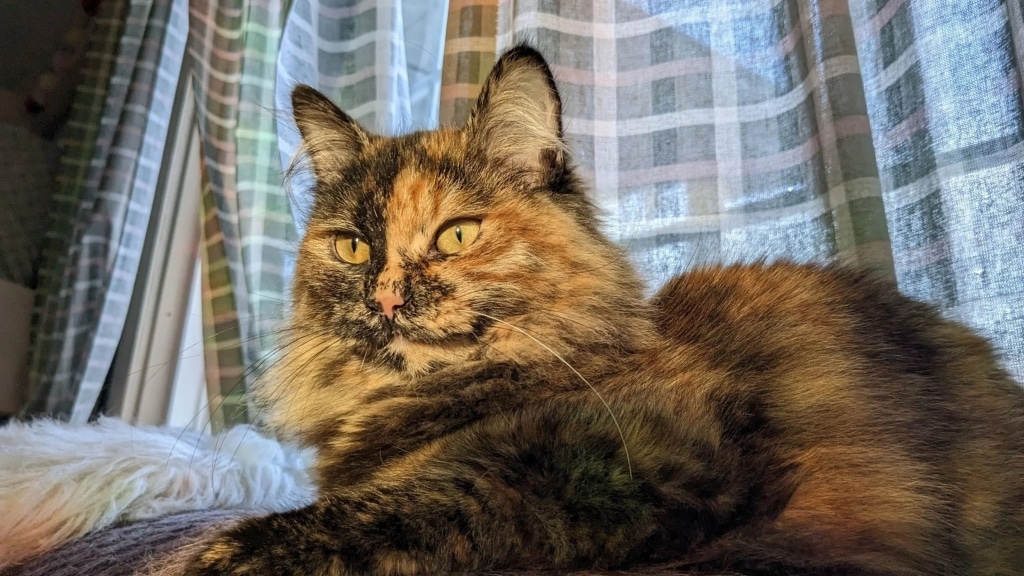 Tortoiseshell cats: unique coloring - V.O.G DOG