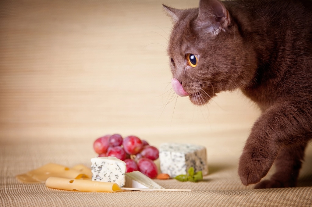 What kind of cheese can cats eat - V.O.G DOG