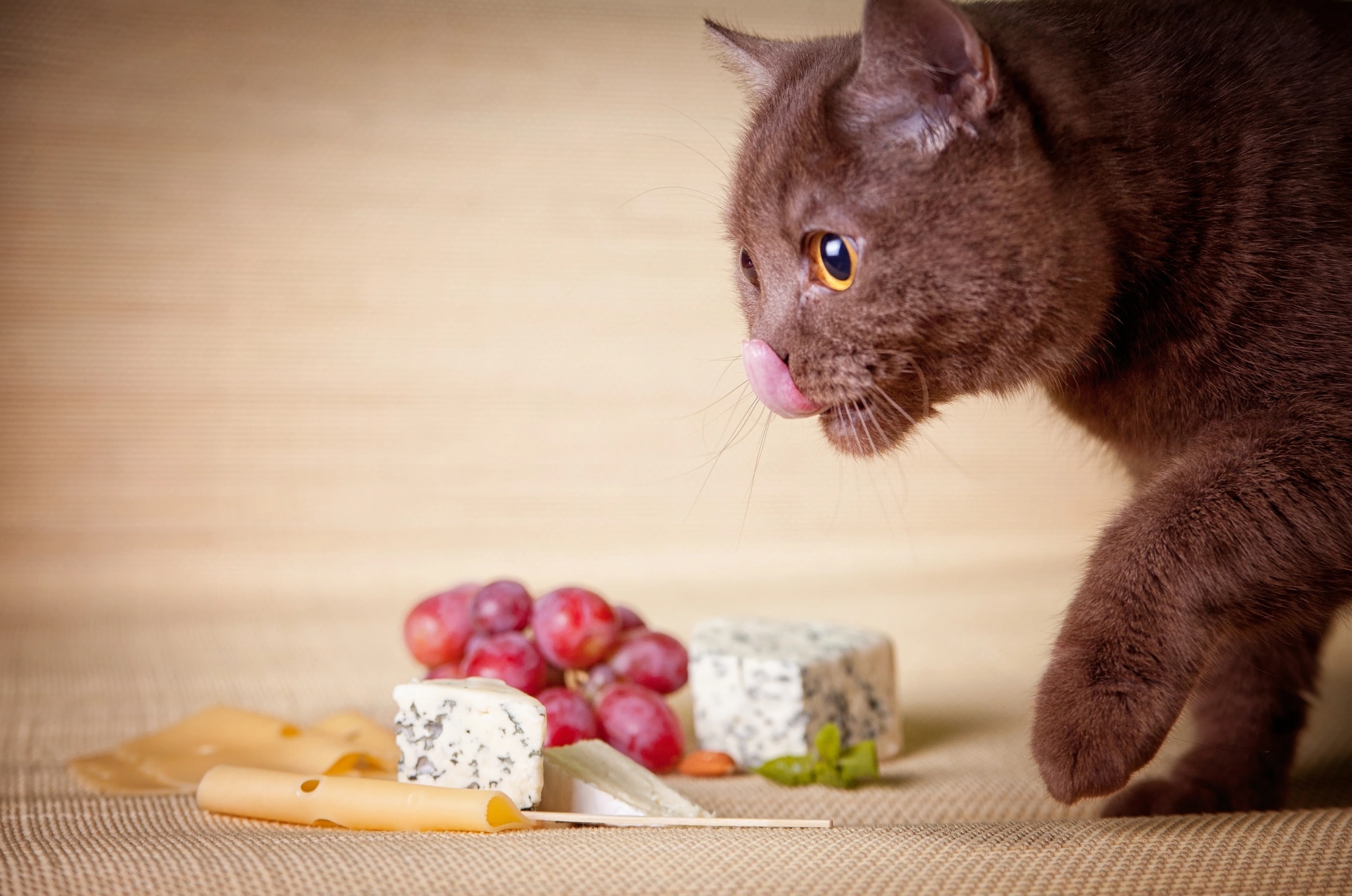 What kind of cheese can cats eat - V.O.G DOG
