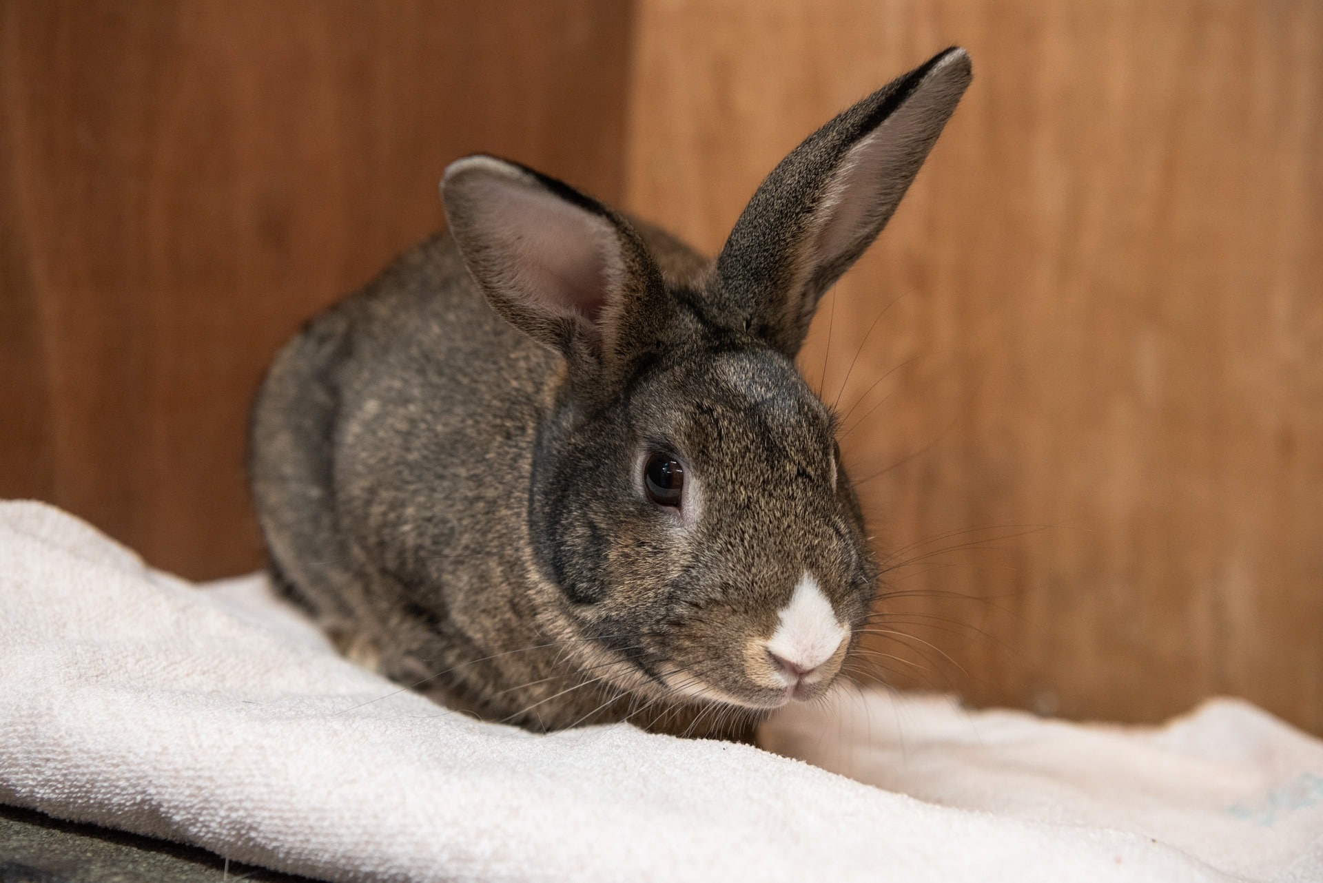 Why is the rabbit tapping its paws - V.O.G DOG