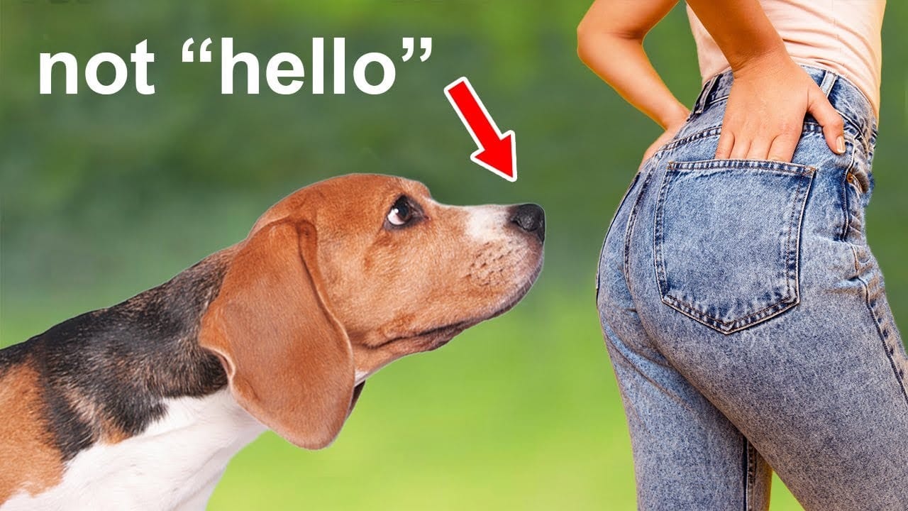 Pourquoi les chiens se reniflent-ils sous la queue ? - V.O.G DOG