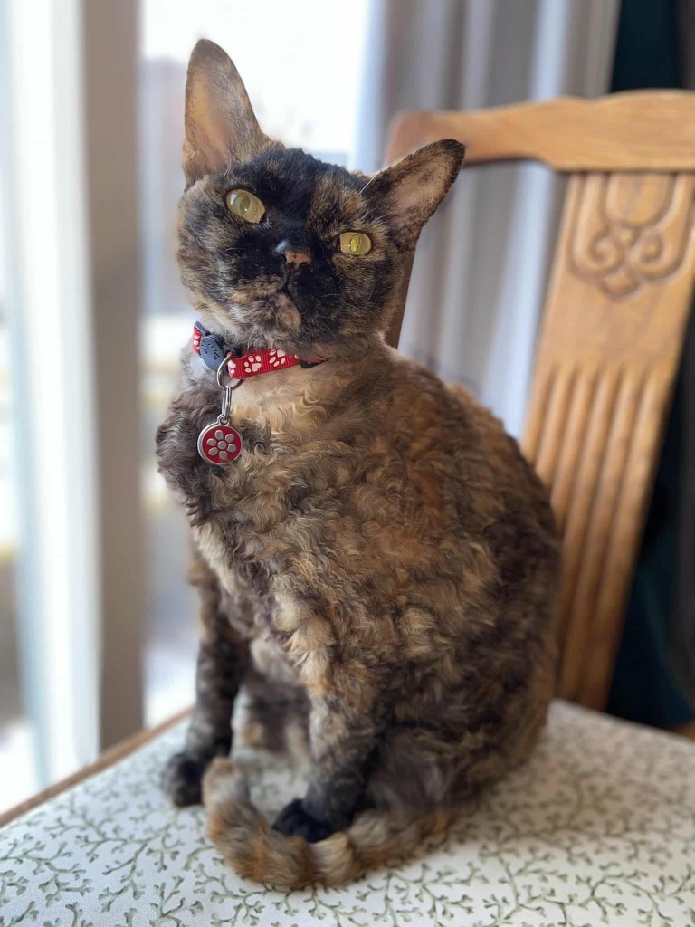 Tortoiseshell cats: unique coloring - V.O.G DOG