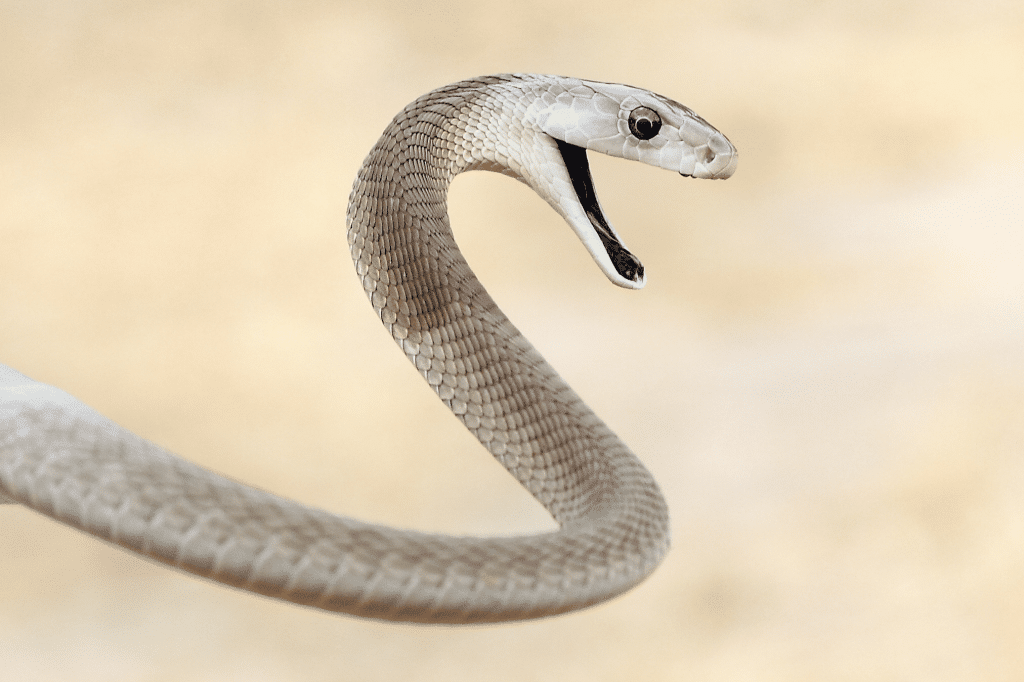 How does venom work in snakes? - V.O.G DOG