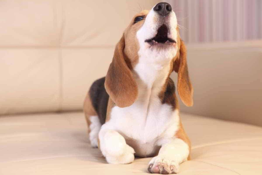 Was solltest du tun, wenn dein Hund winselt? - V.O.G DOG