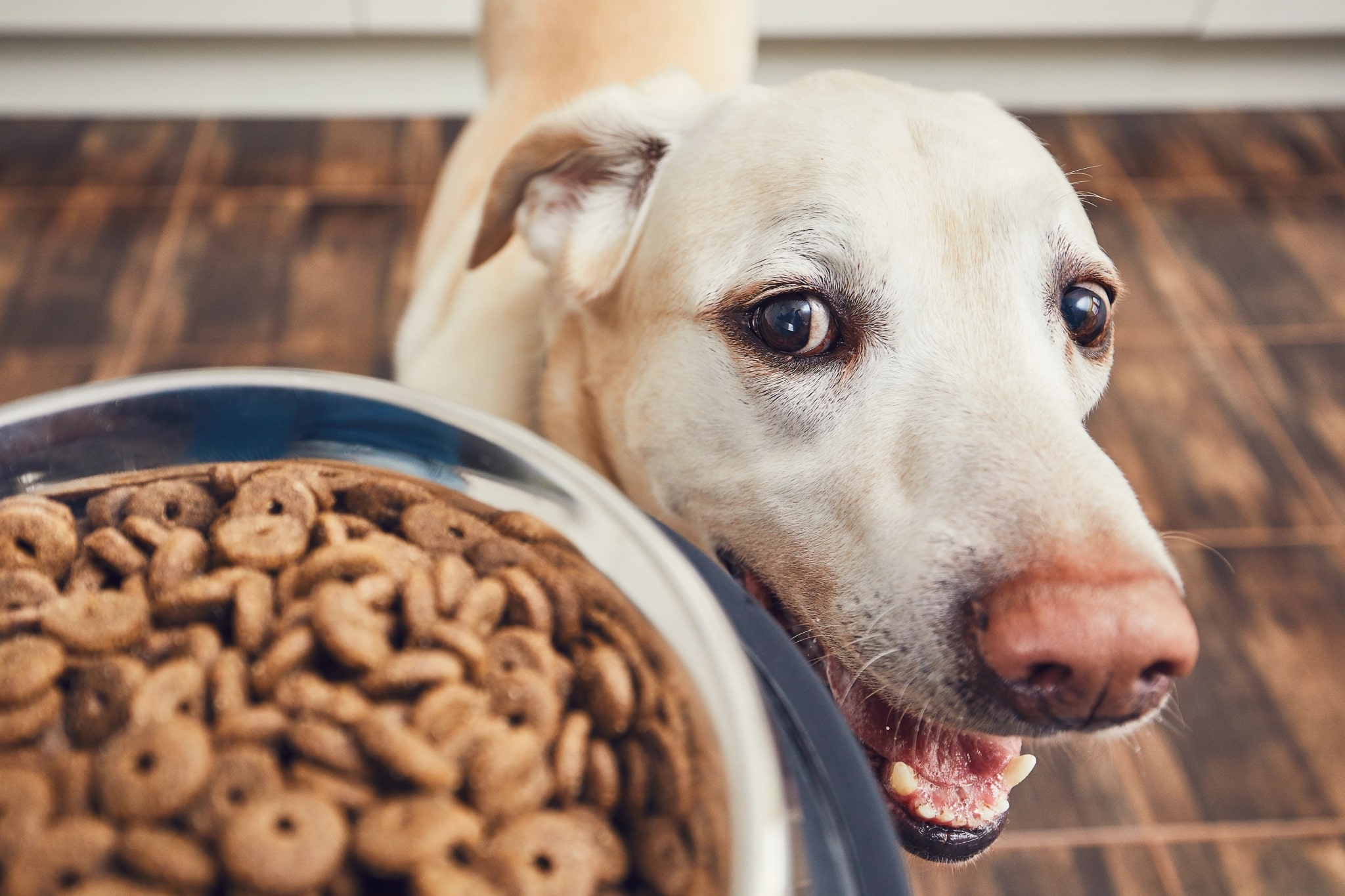 Why are dogs always hungry? - V.O.G DOG