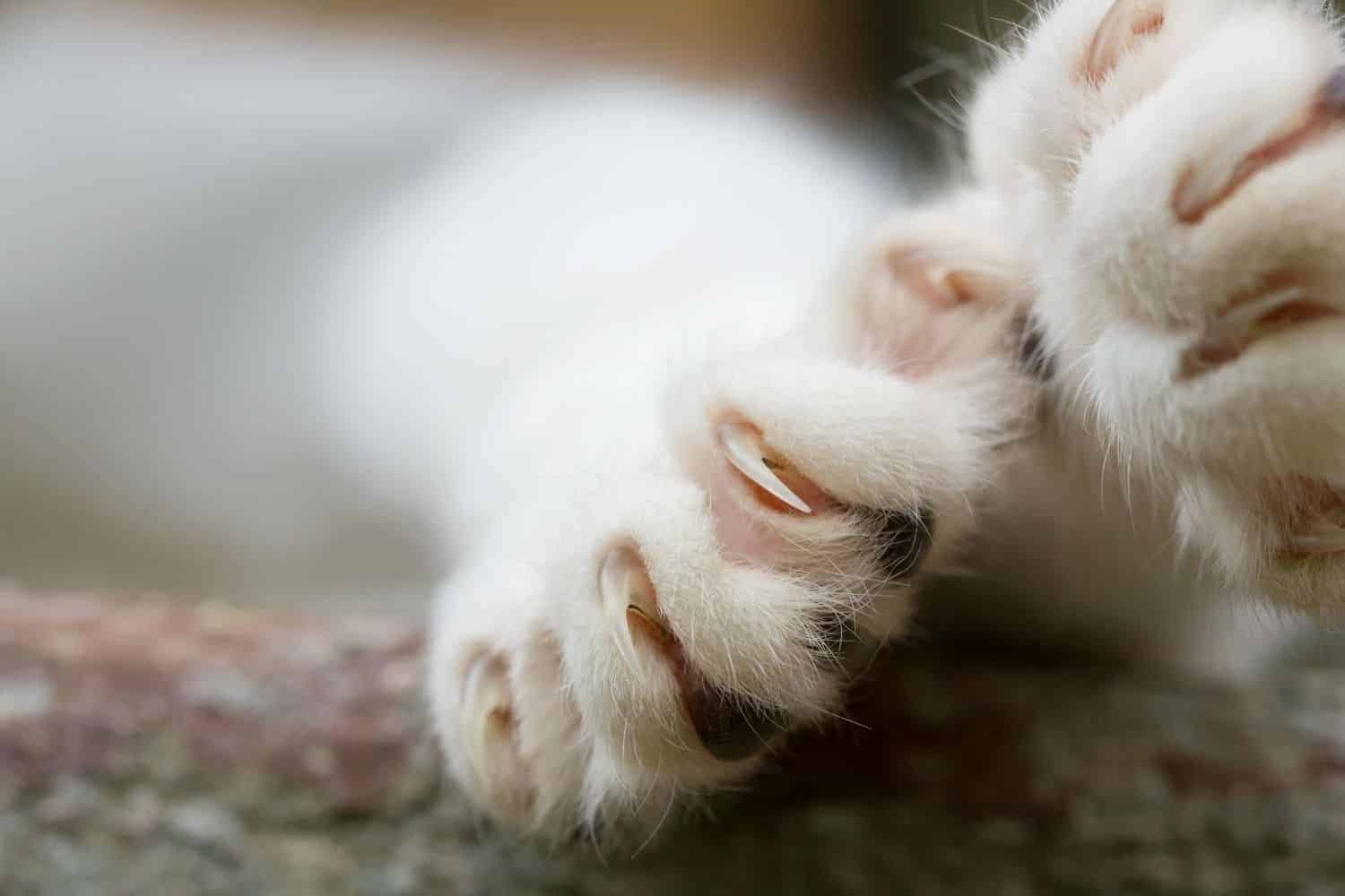 ¿Qué ángulo debes utilizar para cortar las uñas de tu perro y gato? - V ...