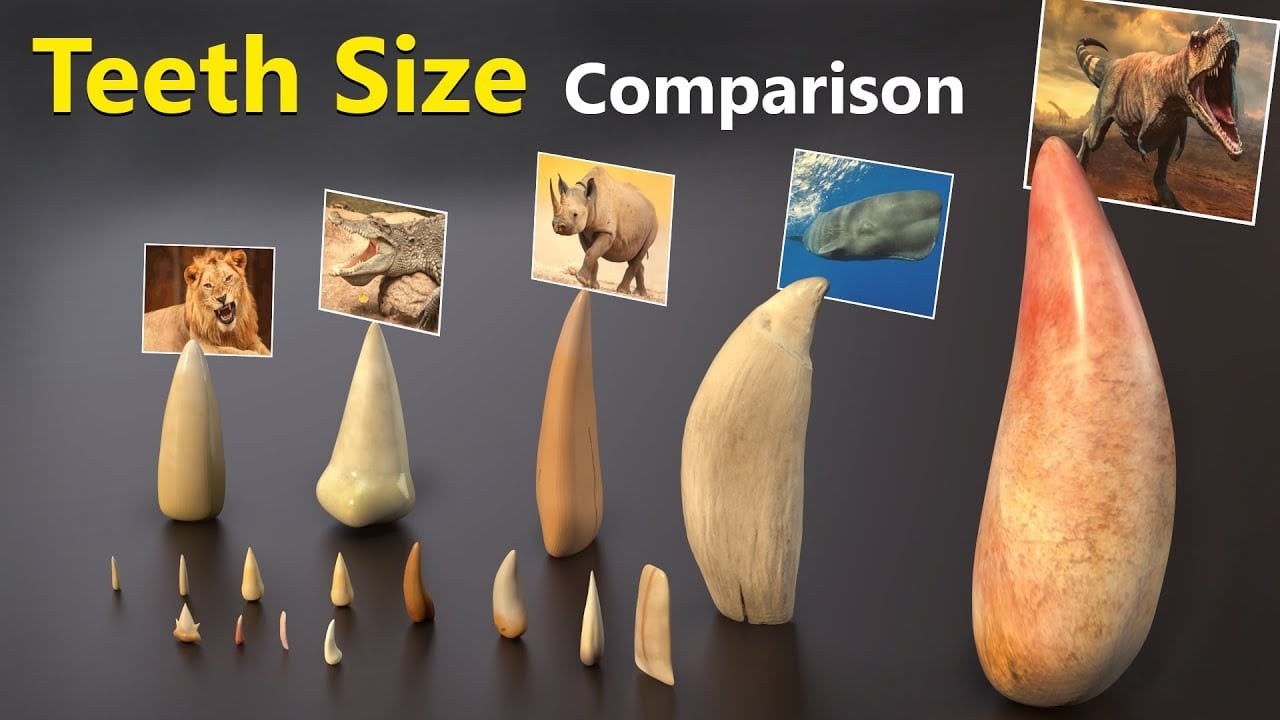 How many teeth different animals have - V.O.G DOG