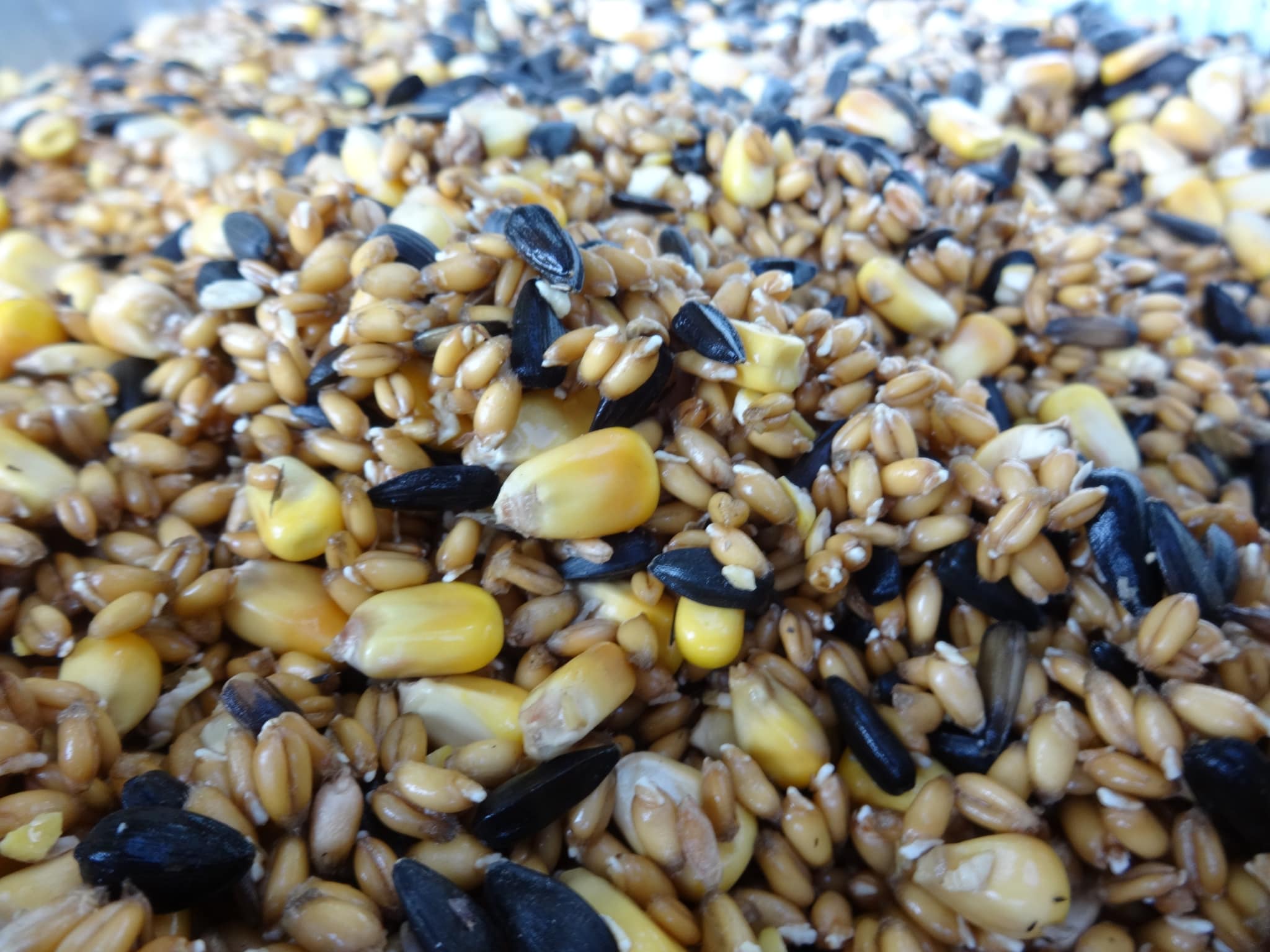 How to sprout grain for animals at home - V.O.G DOG