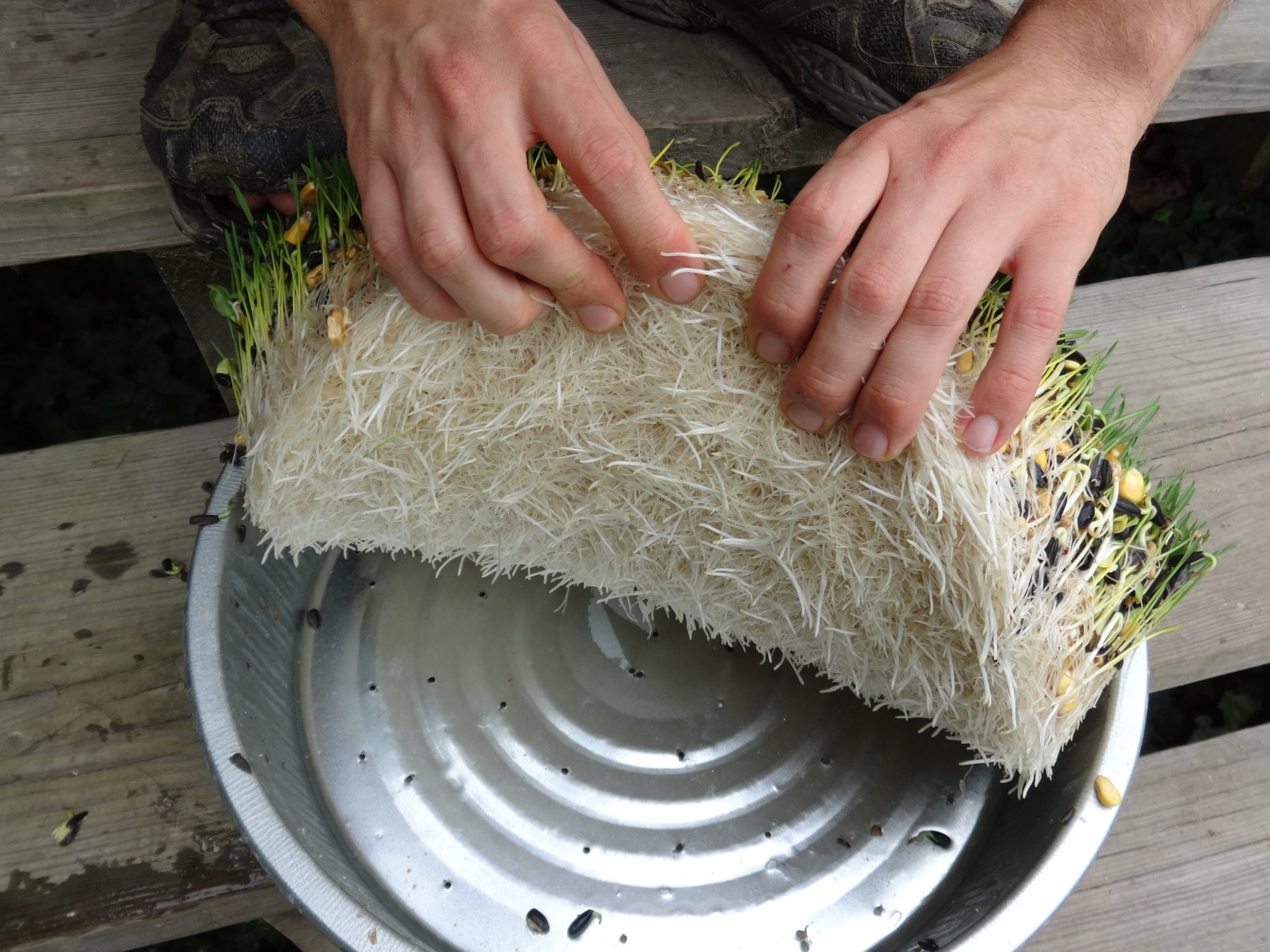 How to sprout grain for animals at home - V.O.G DOG